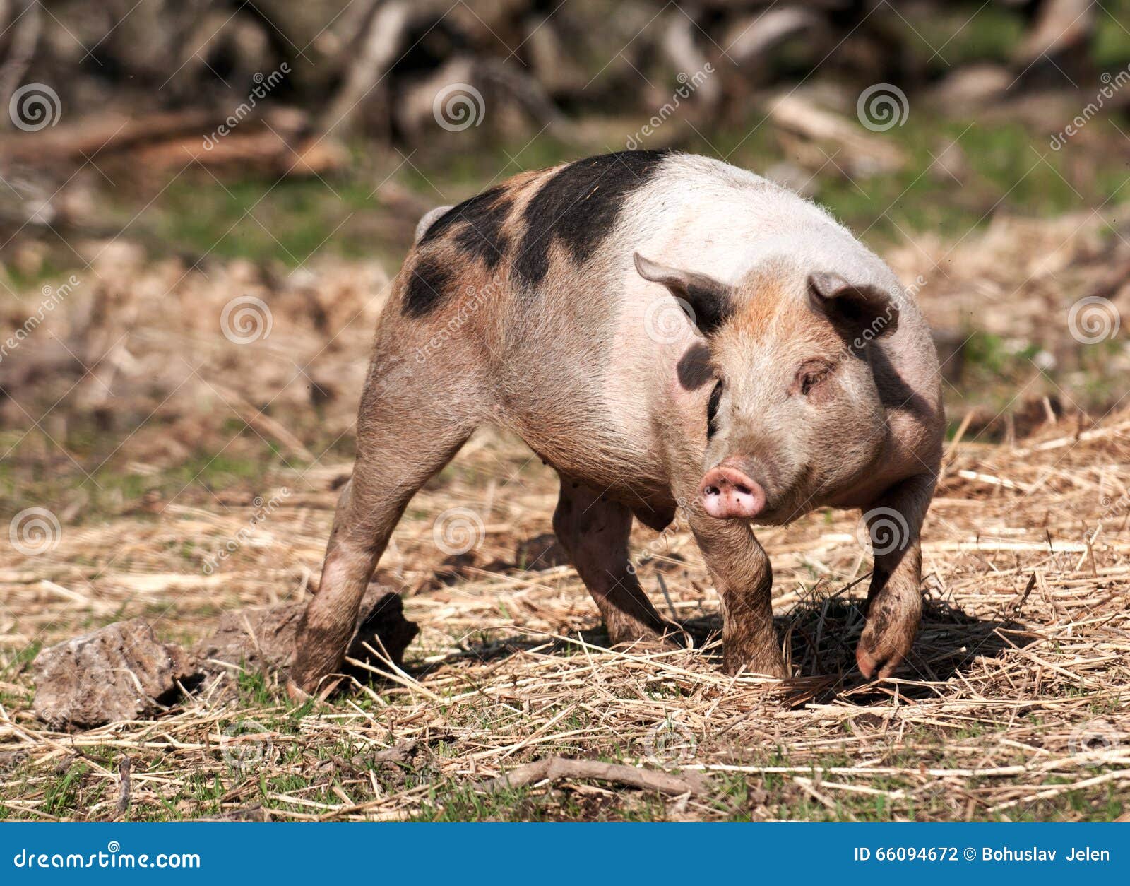 Pig on the farm stock photo. Image of pigs, agriculture - 66094672
