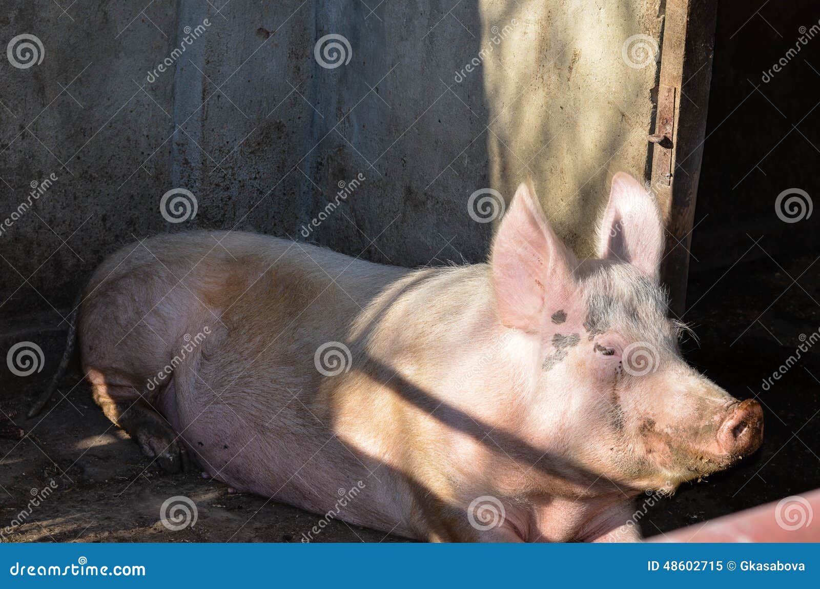 Pig in a farm stock image. Image of pigs, durty, sunny - 48602715