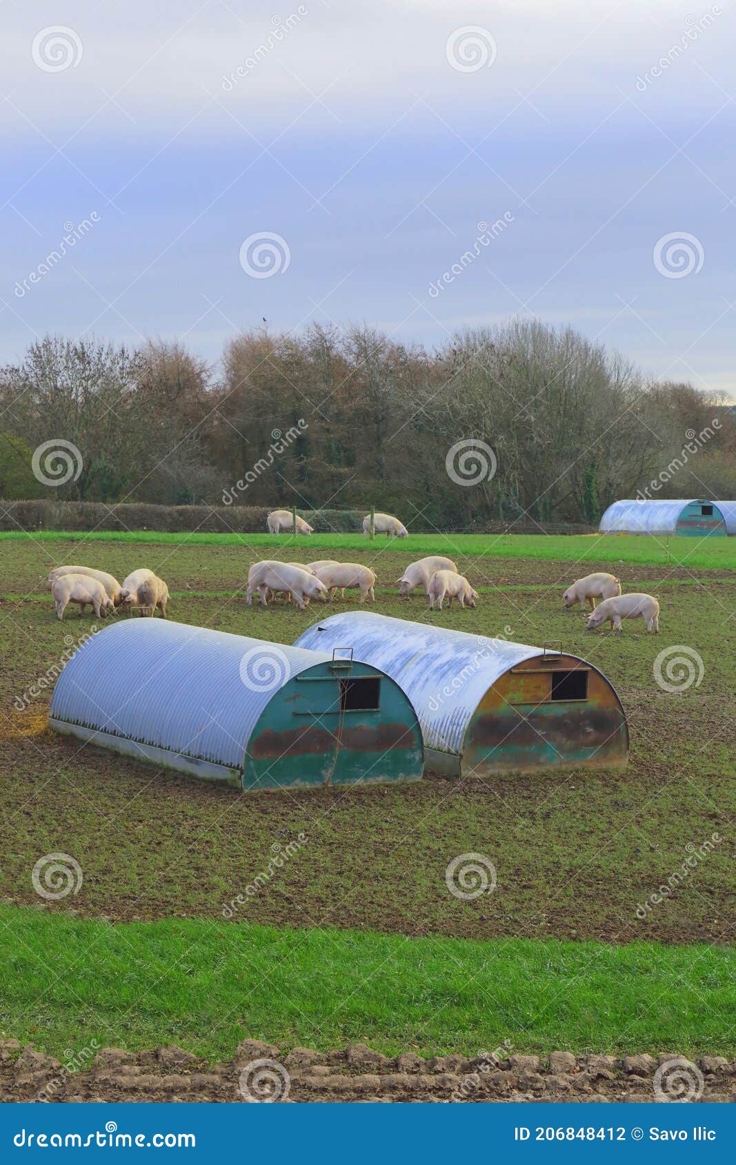 Pig farm in Devon stock photo. Image of agricultural - 206848412