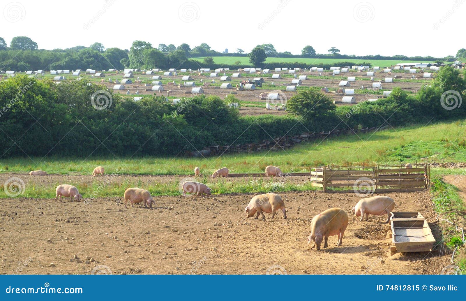 Pig farm stock image. Image of hill, horizon, devon, agriculture - 74812815