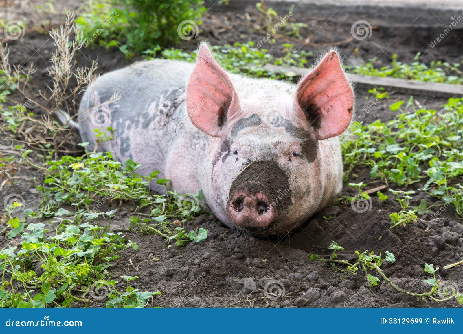 Pig on a farm stock image. Image of boar, lying, animal - 33129699