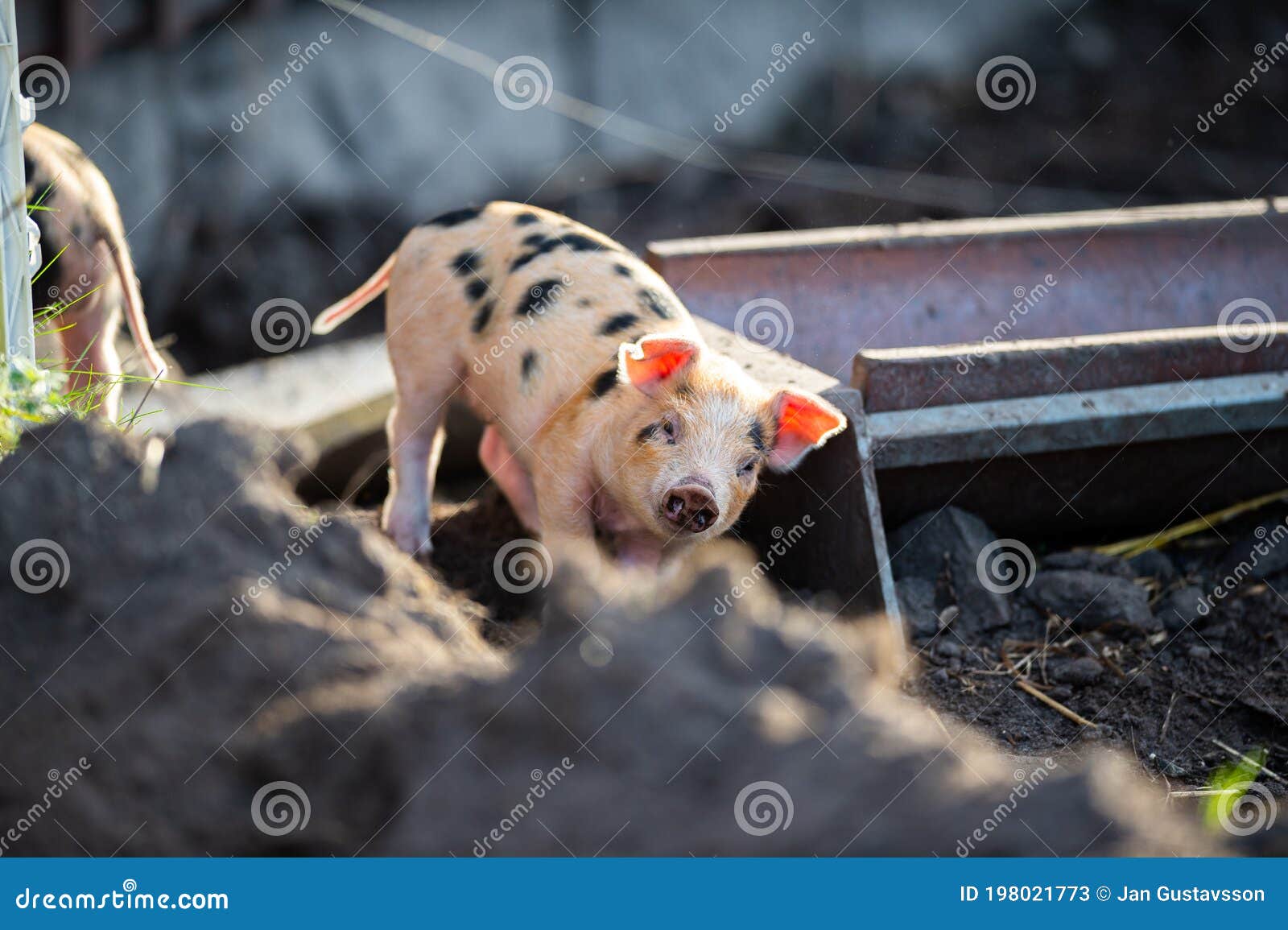 Pig on a Farm Doing it Thing on the Farm Stock Image - Image of ...