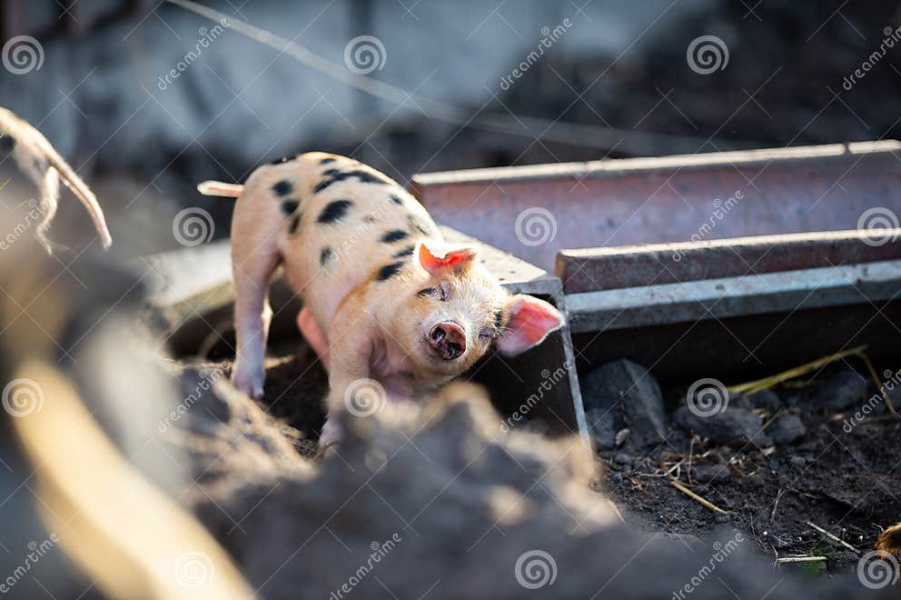 Pig on a Farm Doing it Thing on the Farm Stock Image - Image of cartoon ...
