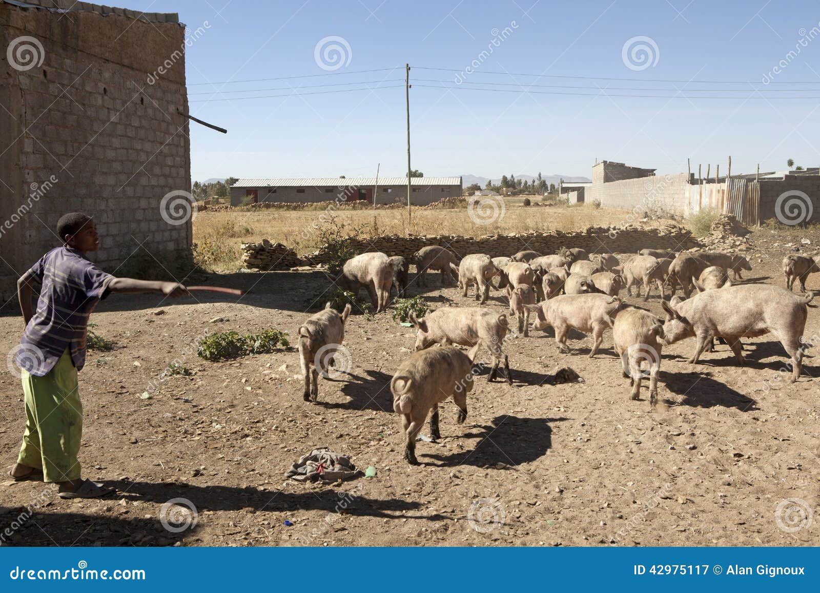 Pig Farm Ethiopia Stock Photos - Free & Royalty-Free Stock Photos from ...