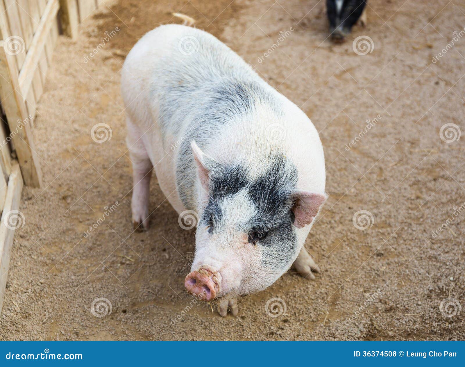 Pig in farm stock photo. Image of animal, wildlife, nature - 36374508