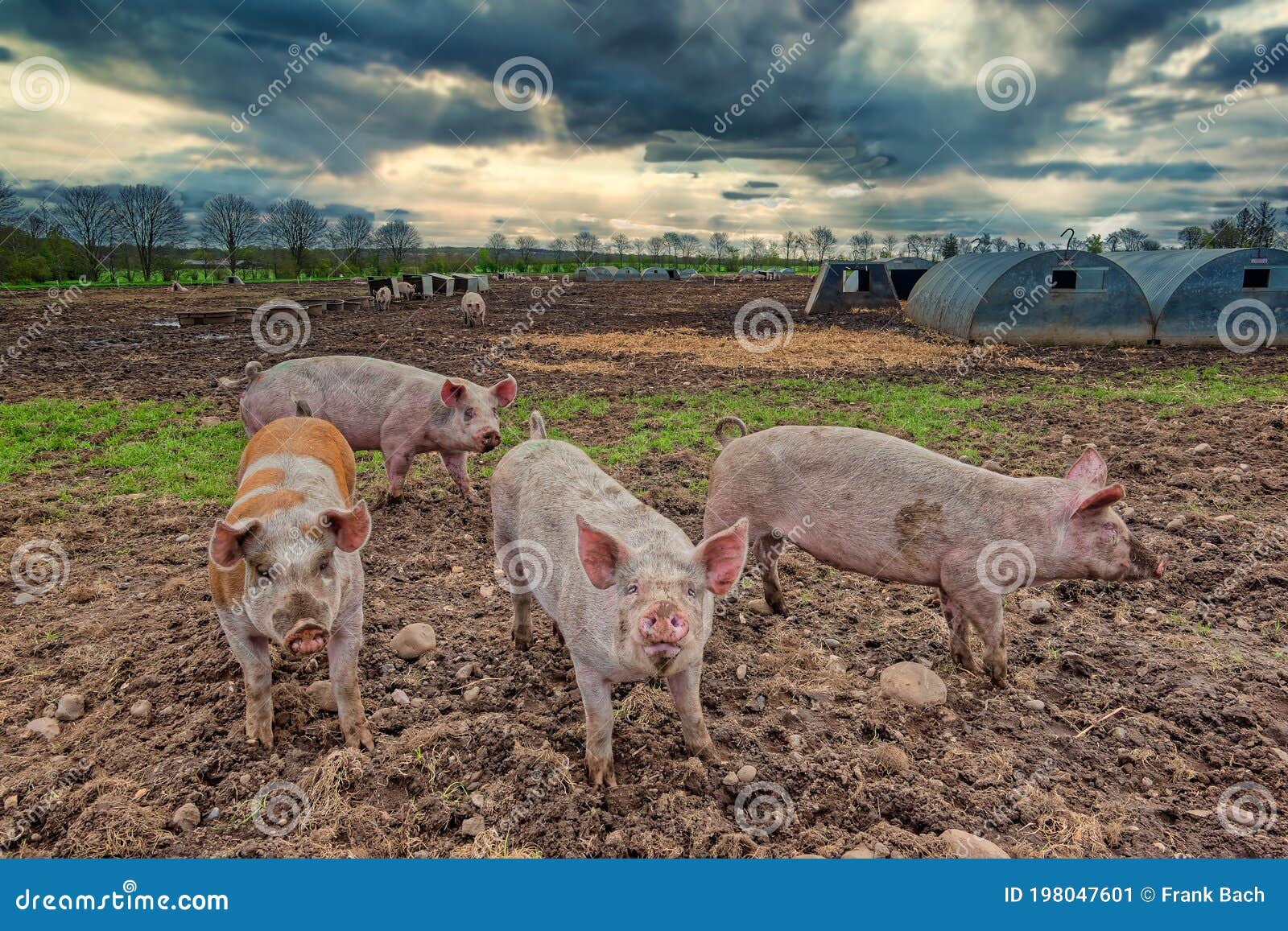 Pig Farm Free Range Landscape, Denmark Stock Image - Image of breed ...