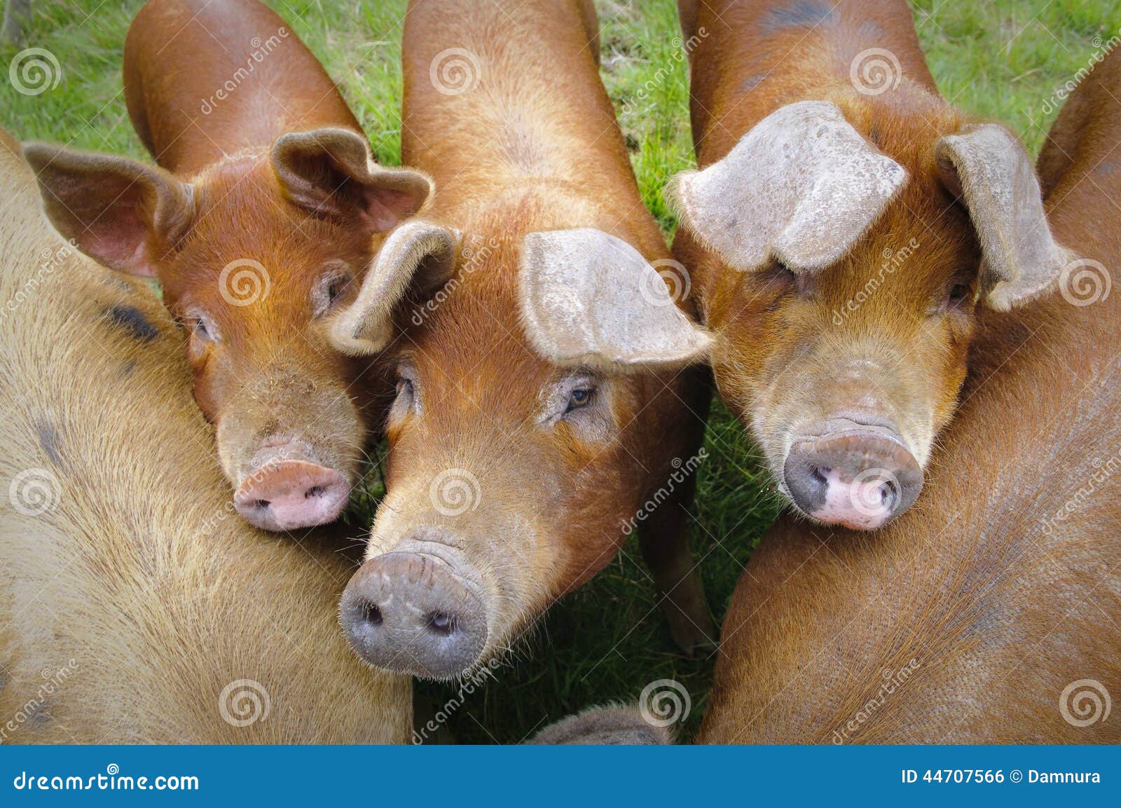 Pig Farm in Highland Scotland Stock Photo - Image of livestock ...