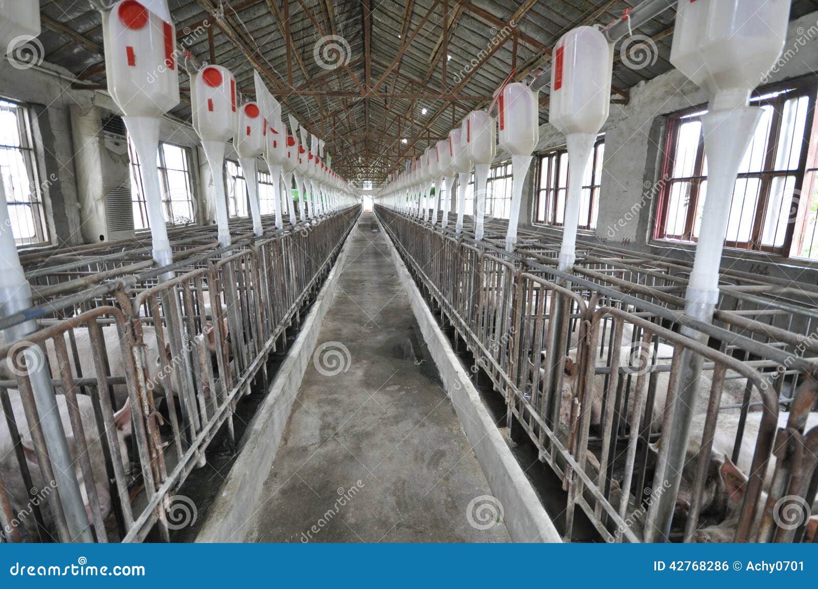 Pig farm stock photo. Image of forage, plant, hoggery - 42768286