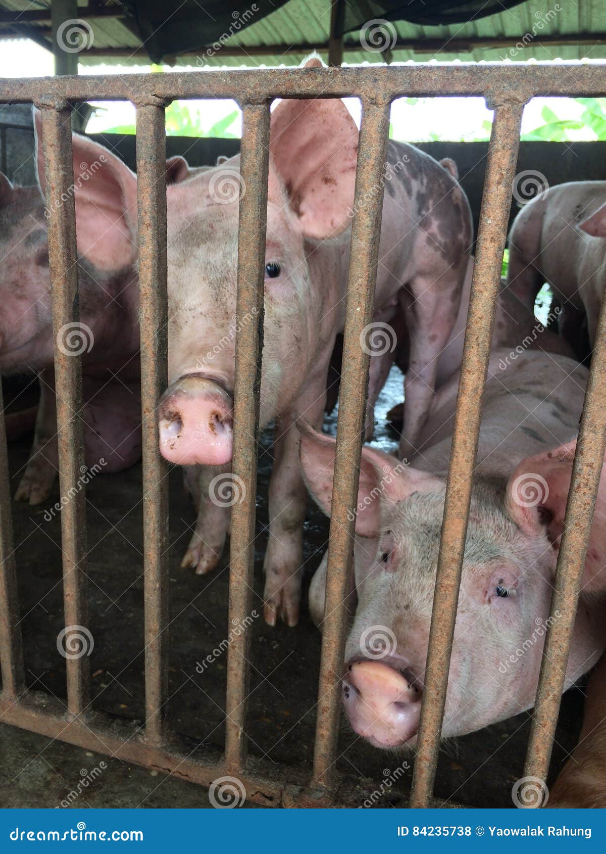 Pig Farm stock photo. Image of female, farm, roast, stuffed - 84235738
