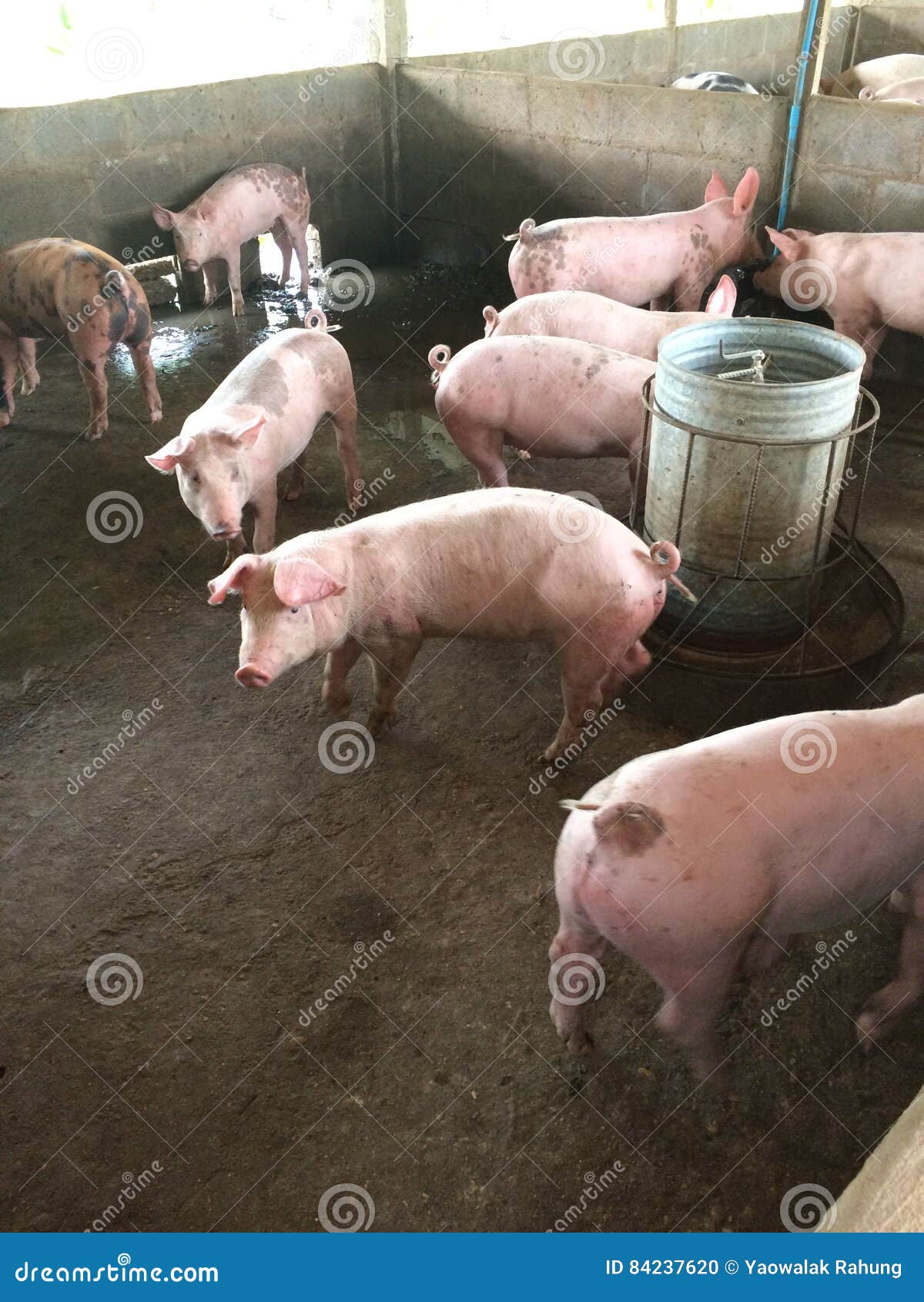 Pig Farm stock photo. Image of animal, feed, farm, wild - 84237620