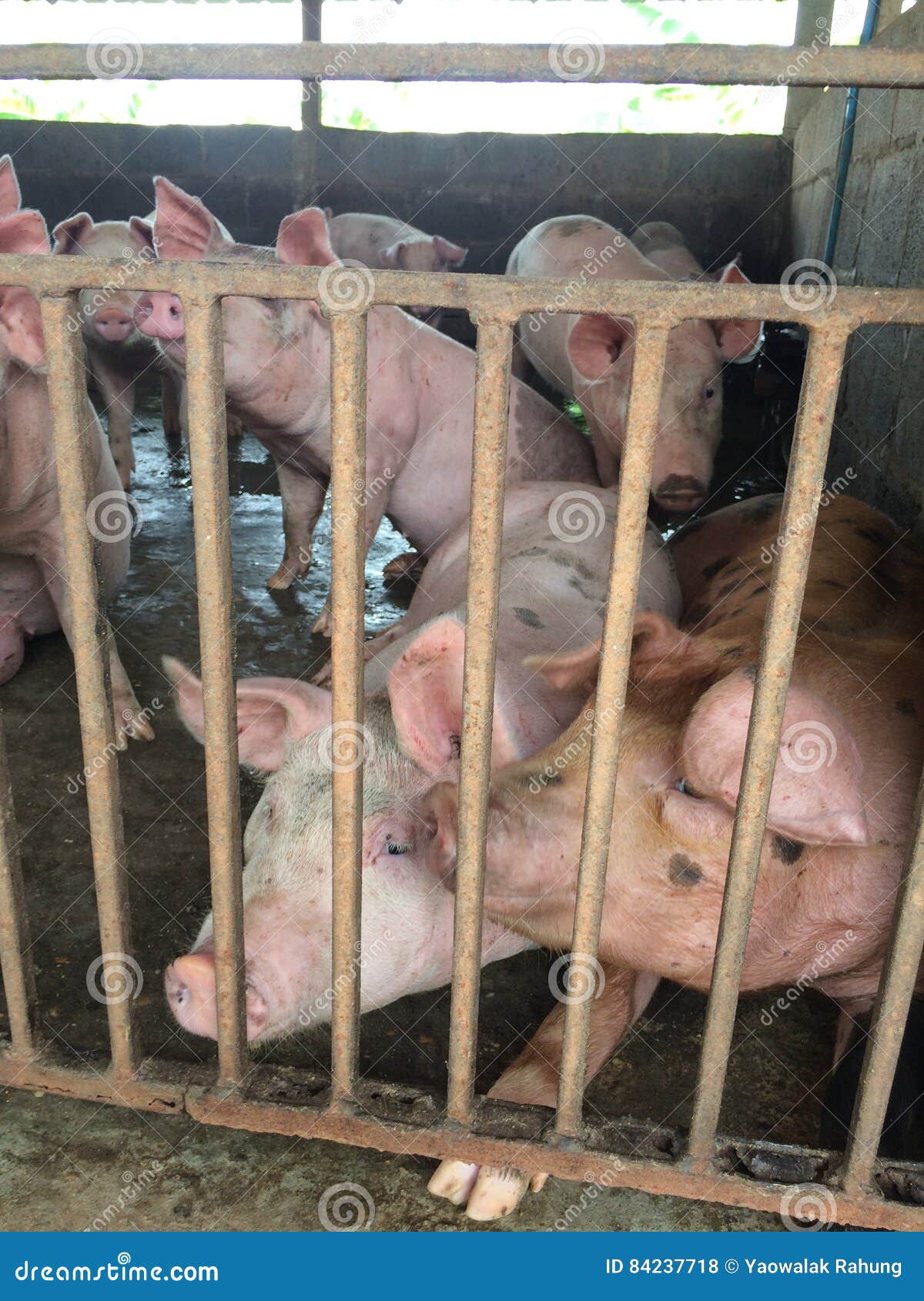 Pig Farm stock photo. Image of farm, little, iron, animal - 84237718