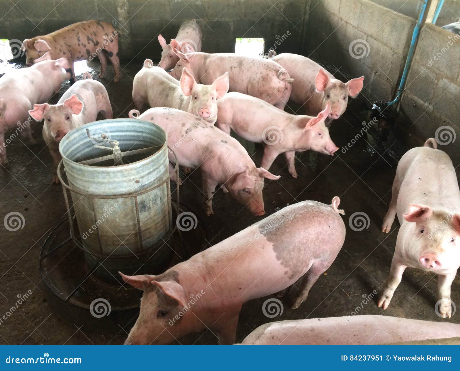 Pig Farm stock image. Image of animal, female, farm, party - 84237951