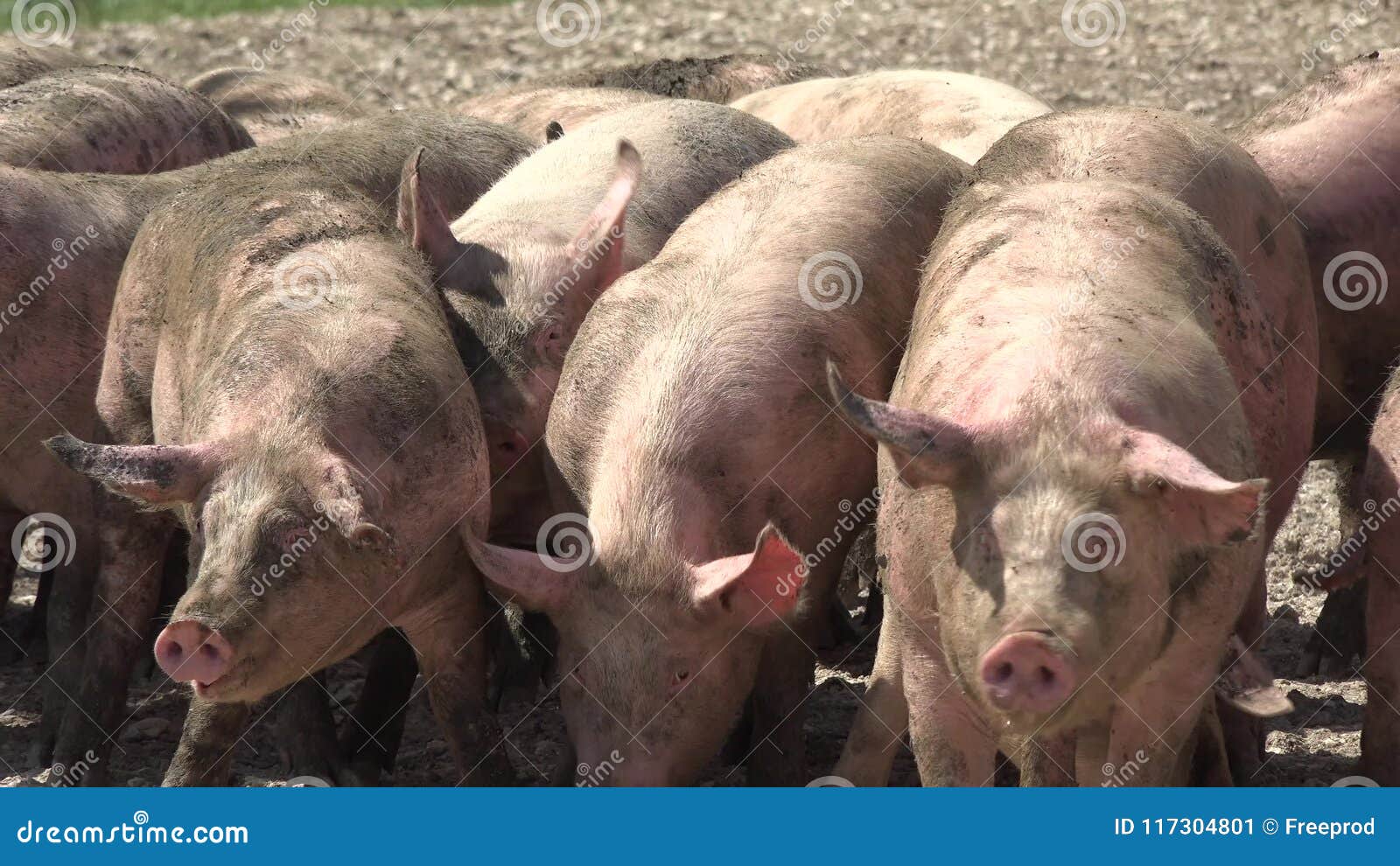 Pig farm with many pigs stock video. Video of meat, little - 117304801