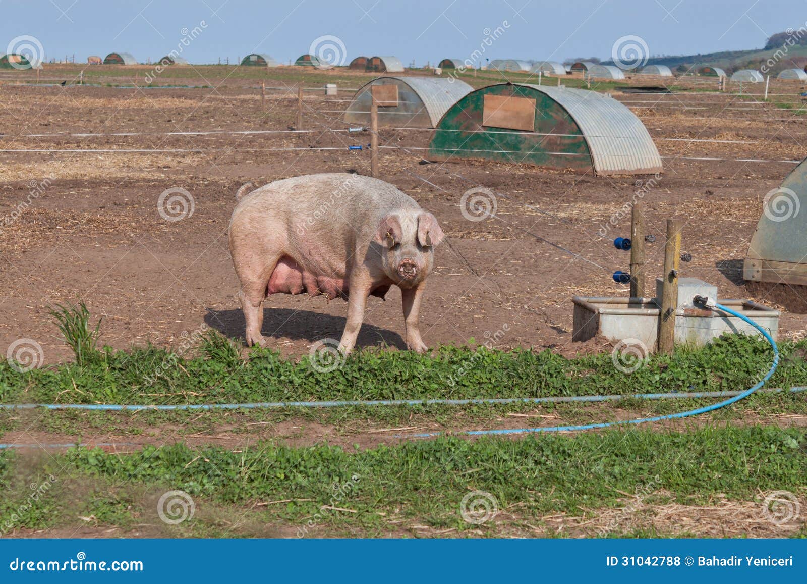 Pig Farm stock photo. Image of female, agriculture, animal - 31042788