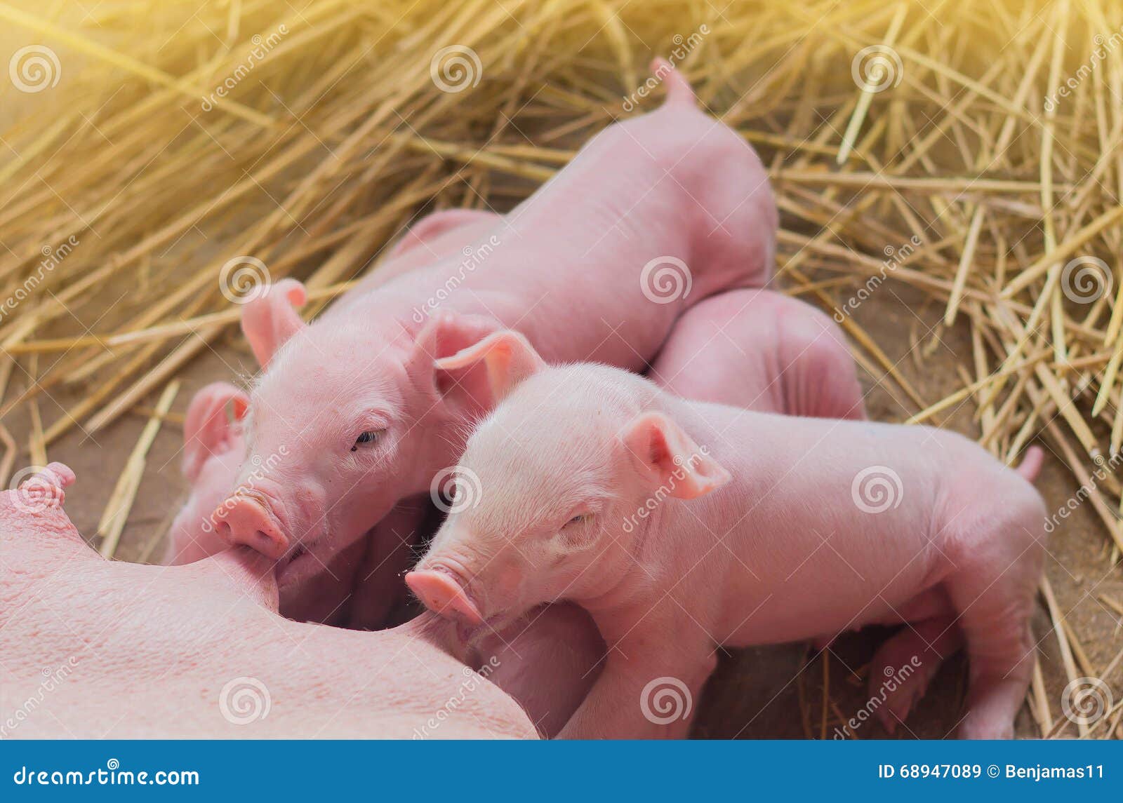 Pig Farm stock image. Image of curious, piglet, farm - 68947089