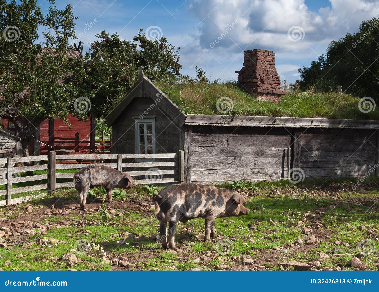 Pig farm stock image. Image of dirty, grass, swine, domestic - 32426813