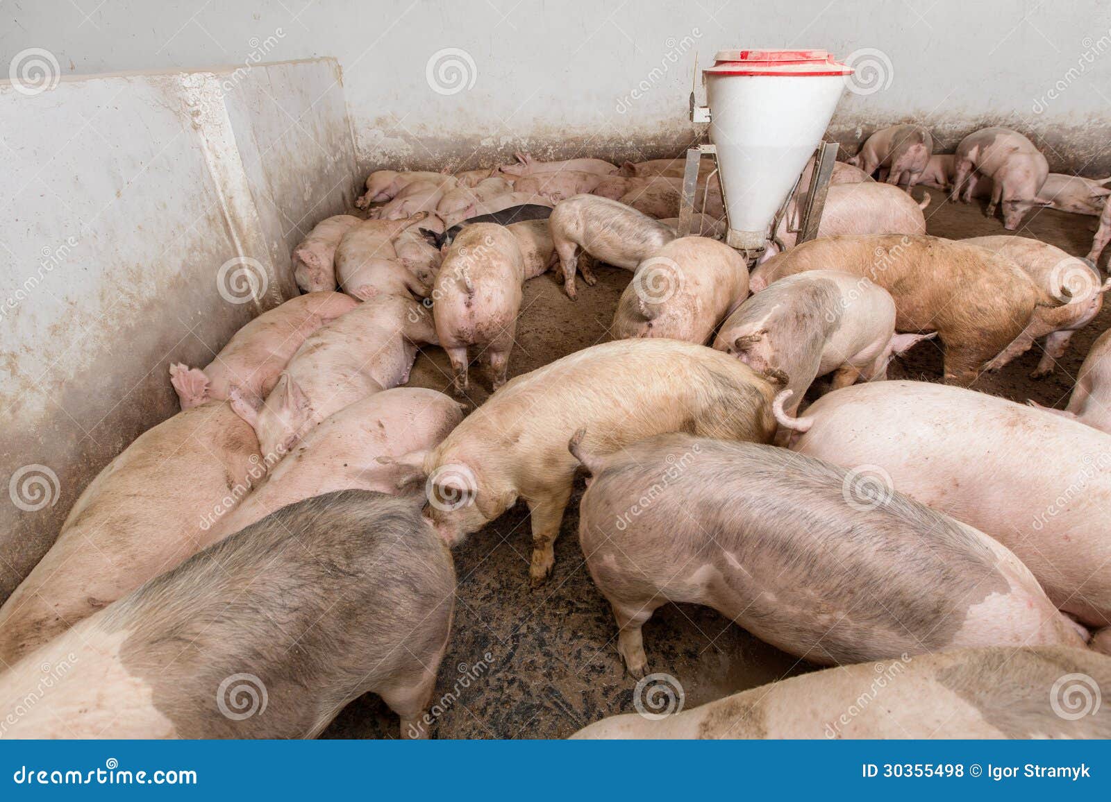 Pig farm stock photo. Image of ready, feeding, boar, domestic - 30355498