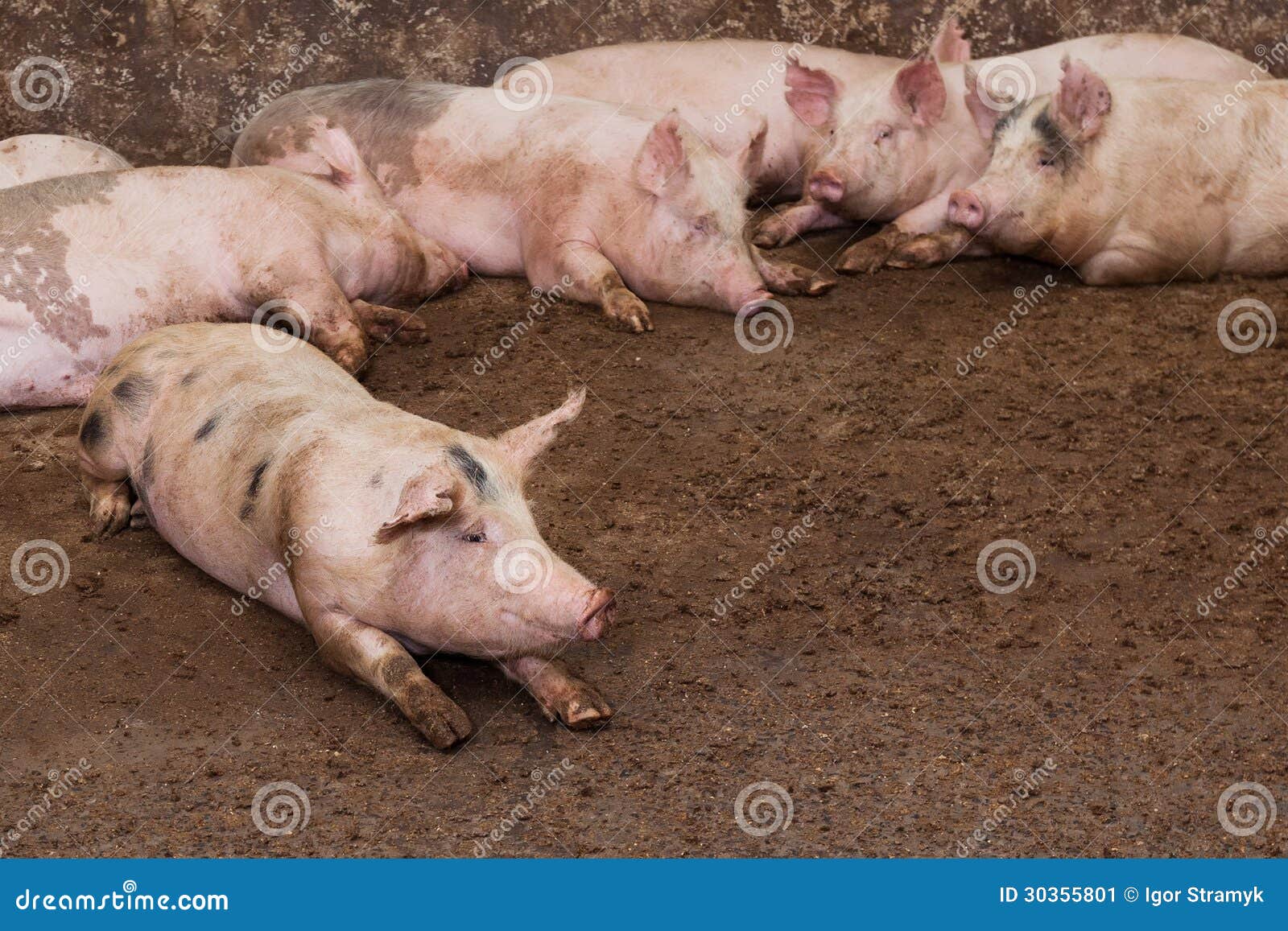 Pig farm stock image. Image of pigpen, industry, ready - 30355801