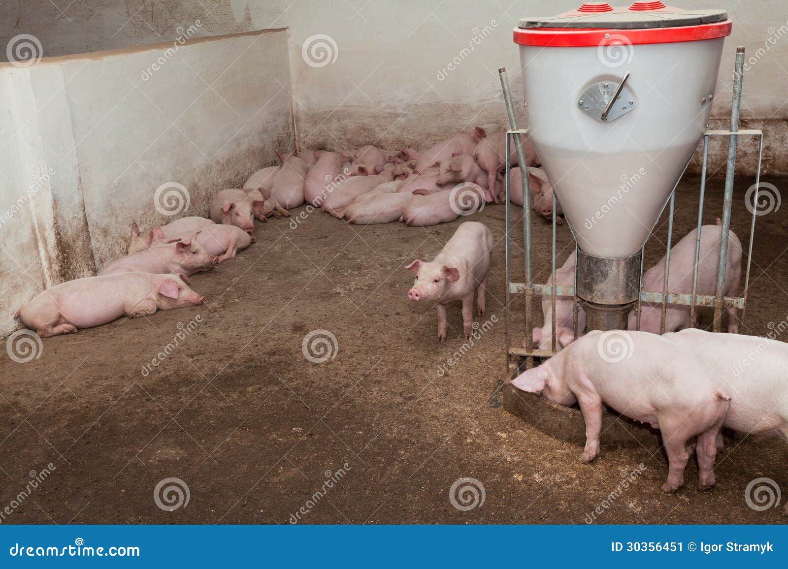 Pig farm stock image. Image of pigs, boar, animal, barn - 30356451