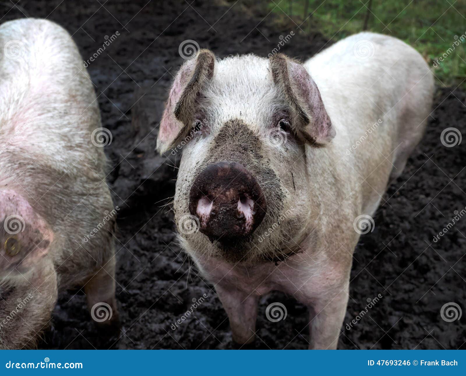 Pig on a Farm Running Outdoors in Dirt Stock Photo - Image of pigs ...