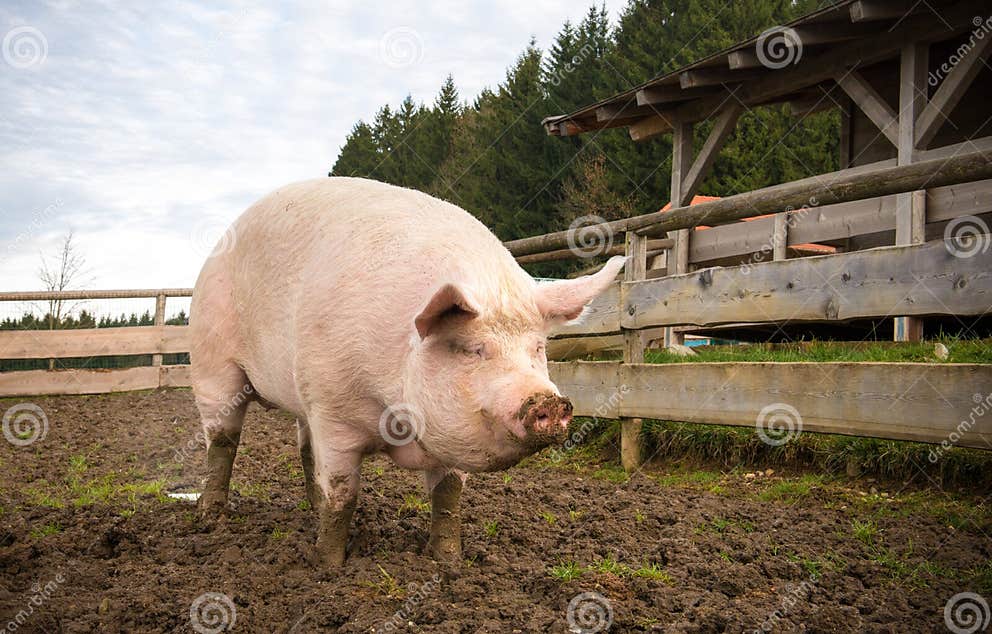 Pig on a farm stock image. Image of porker, porcine, pink - 36093097