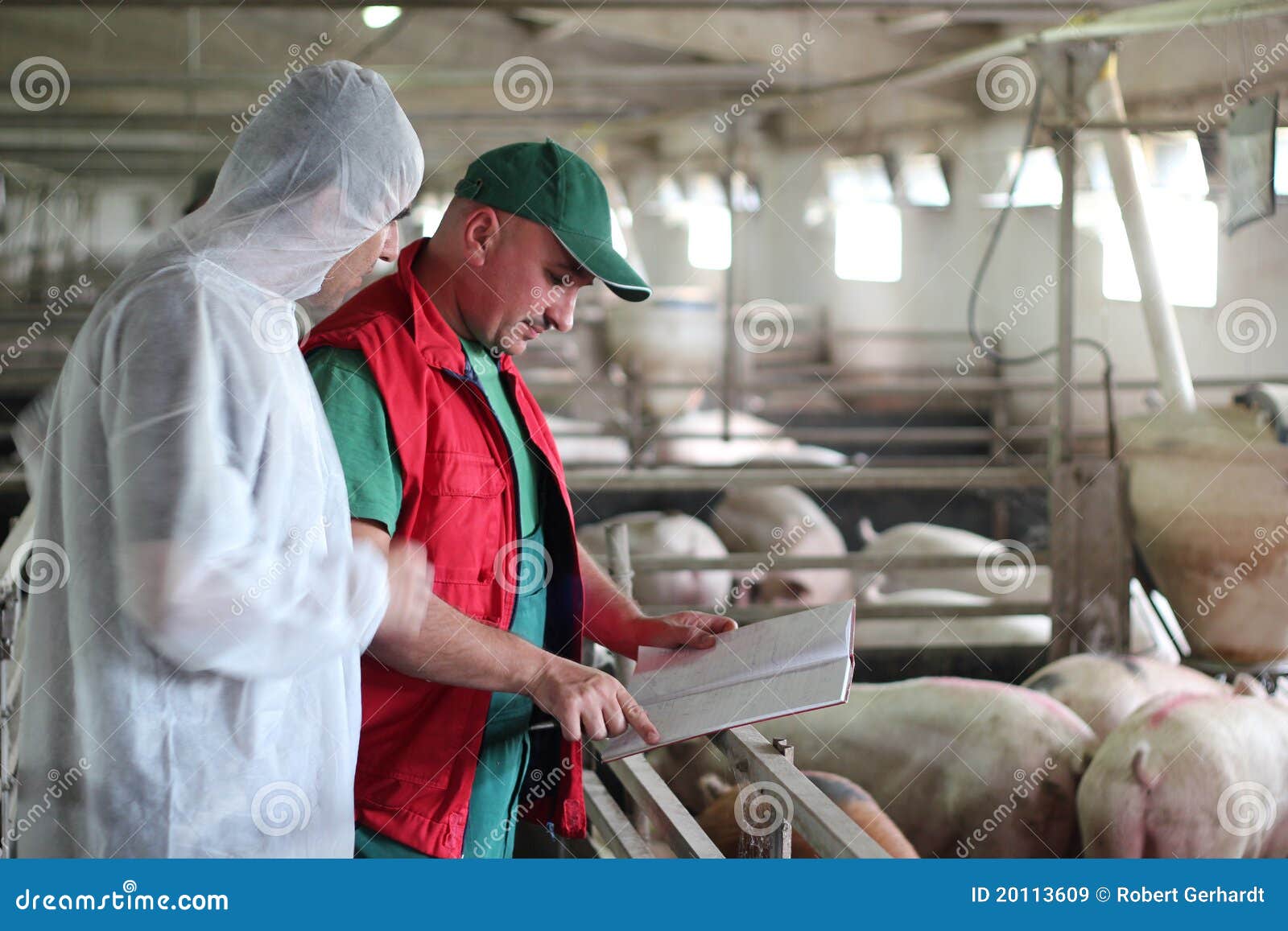 Pig Farm Workers stock image. Image of animal, people - 20113609