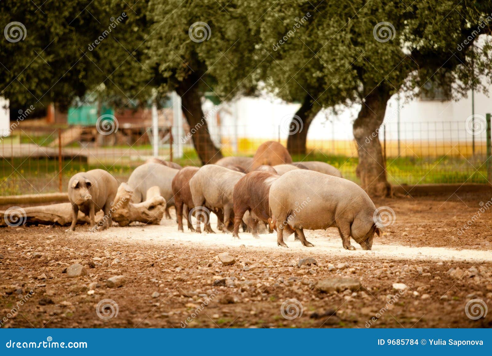 Pig farming stock photo. Image of hungry, piggy, nature - 9685784