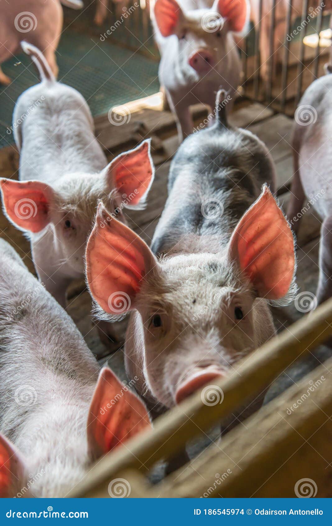 Pig Farms in Confinement Mode. Stock Photo - Image of intensive ...