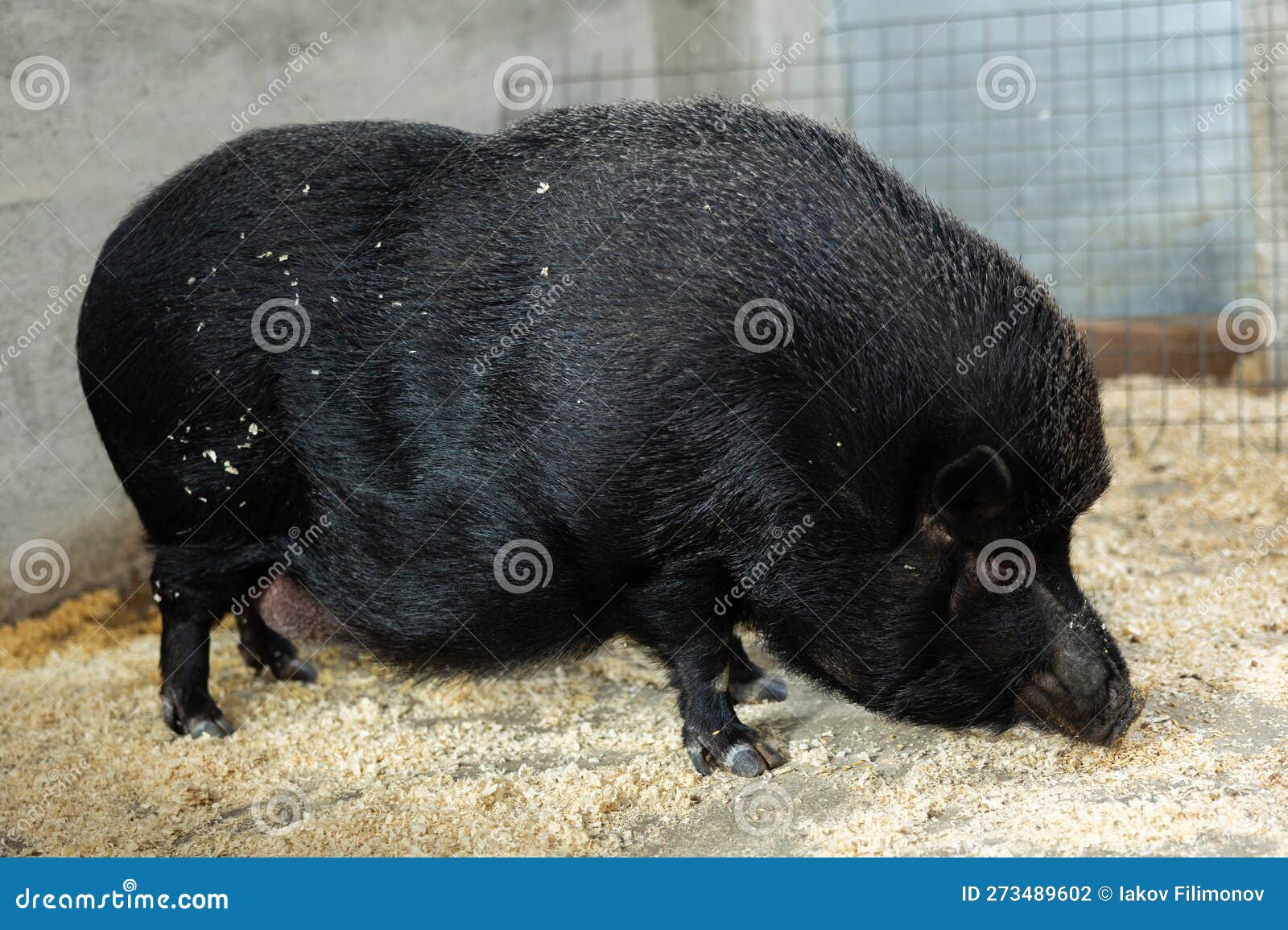 Pig Feed from Floor in Pigsty Stock Photo - Image of herd, farmland ...
