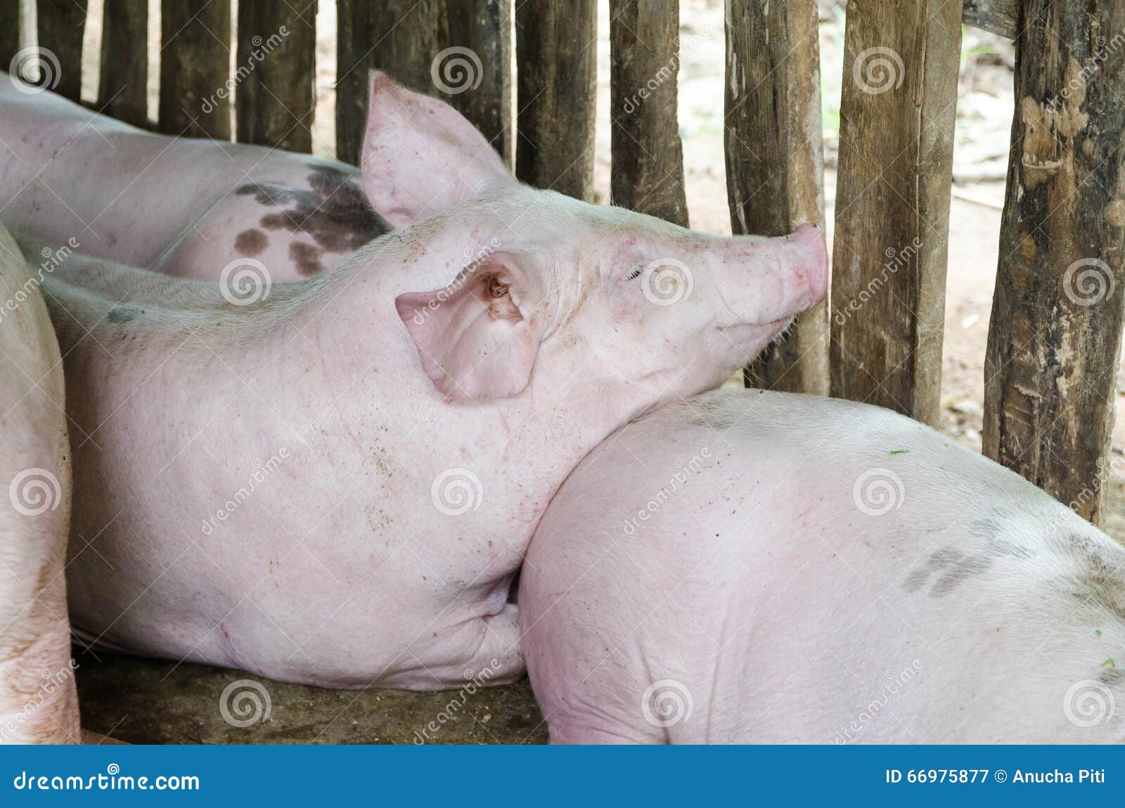 Good Clean Pigs Stock Photos - Free & Royalty-Free Stock Photos from ...