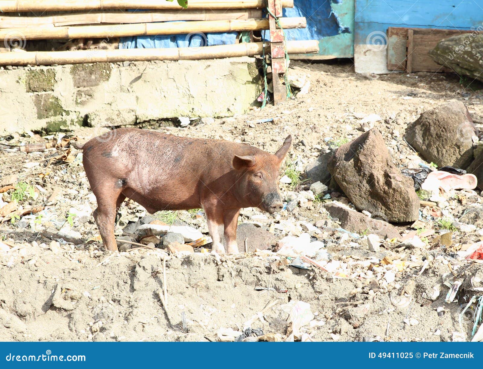 Pig stock image. Image of garbages, pork, breeding, feeding - 49411025