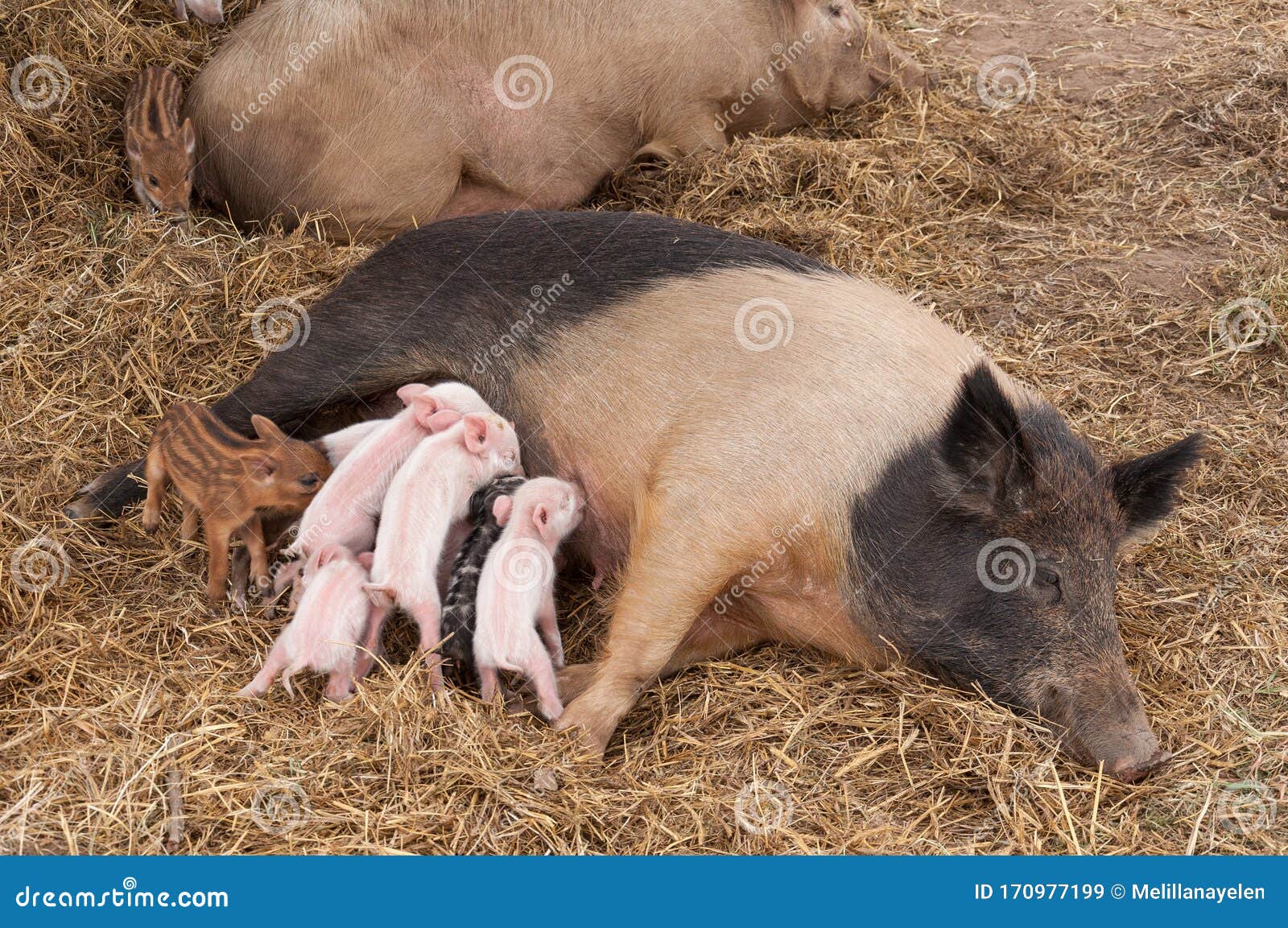 A Pig Feeding Her Young Pups.. Stock Image - Image of eyes, animals ...