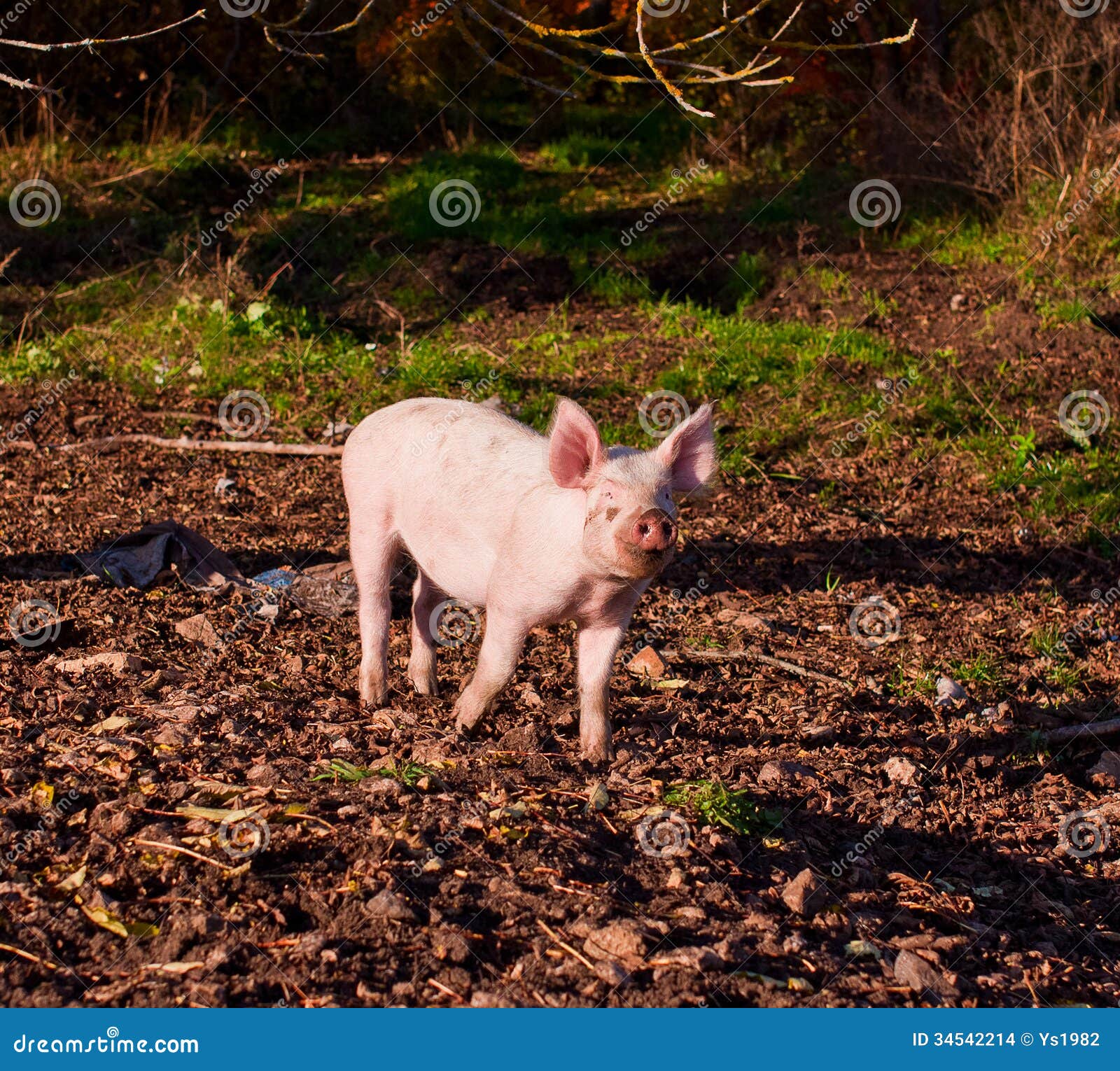 Pig Feeding Searching Acorns among Yellow Leaves Stock Photo - Image of ...