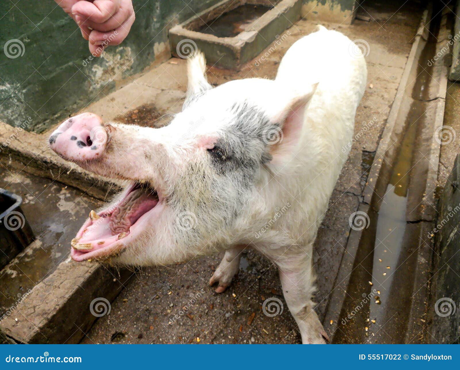 Pig Feeding stock photo. Image of farms, farmyard, african - 55517022