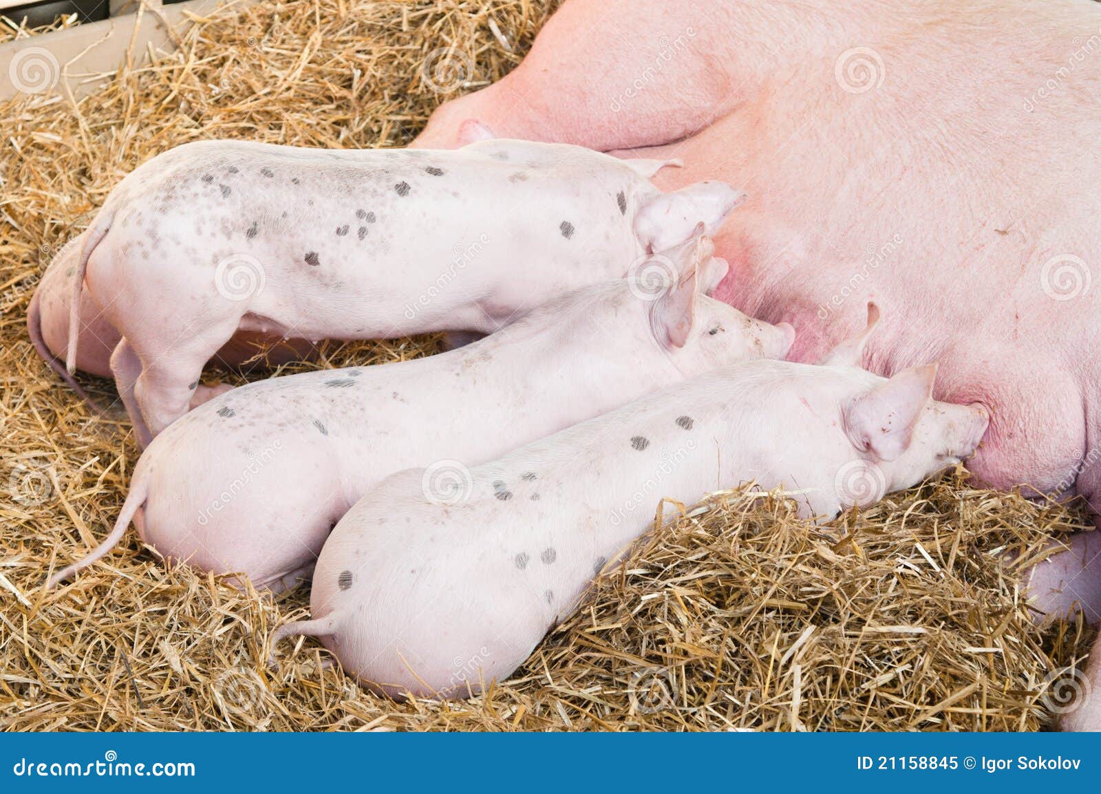 Pig feeds small pink pigs stock image. Image of birth - 21158845