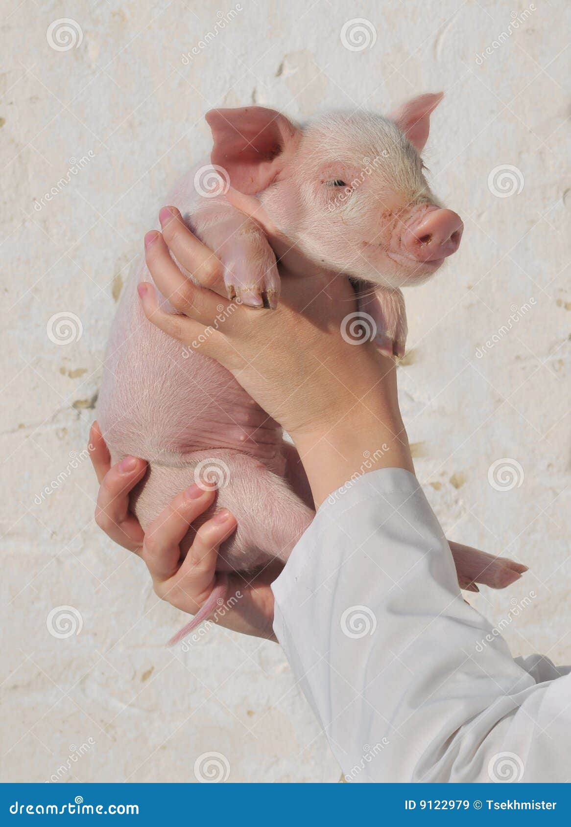 Pig in female hands stock image. Image of small, agriculture - 9122979