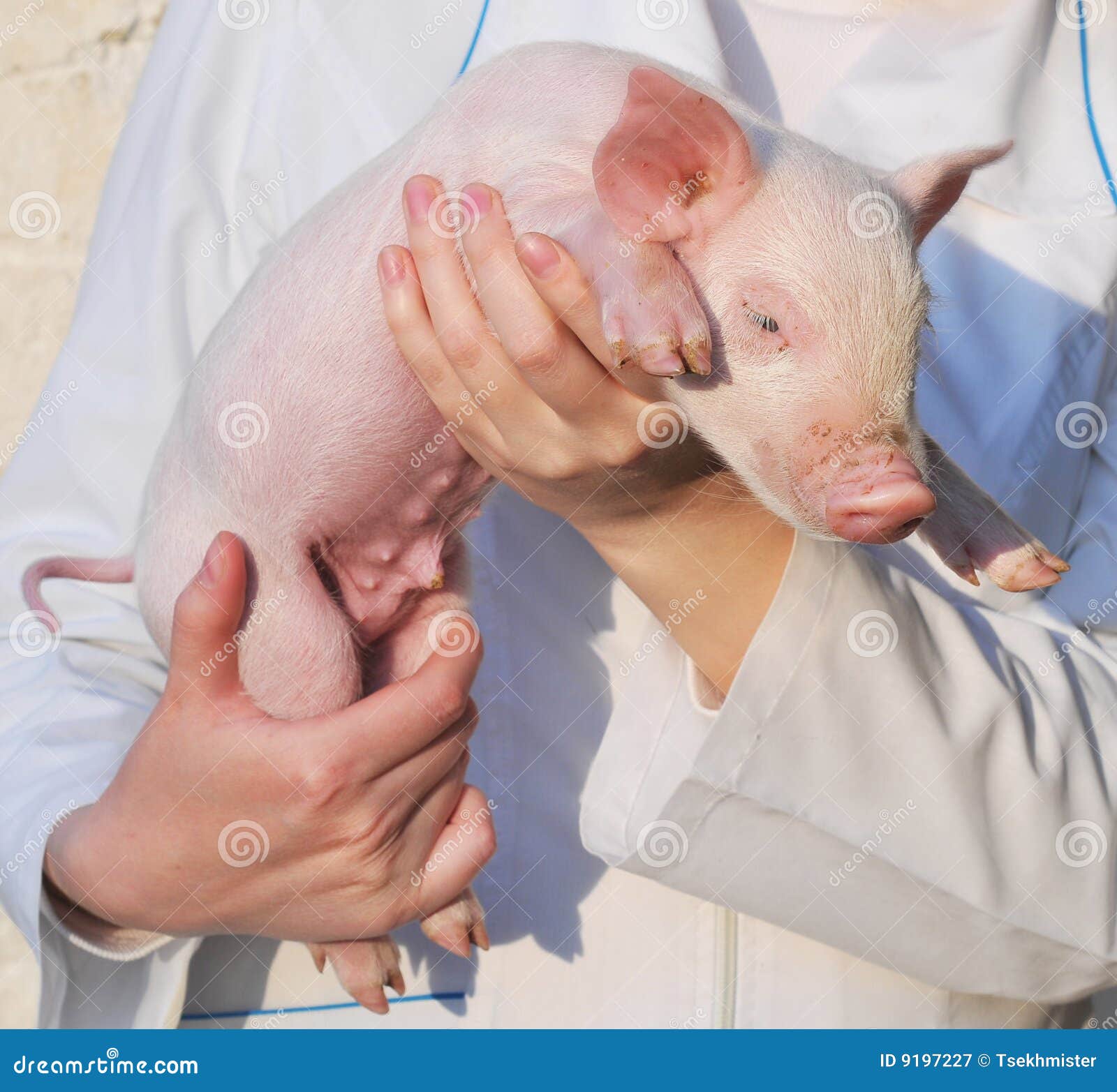 Pig in female hands stock image. Image of agriculture - 9197227