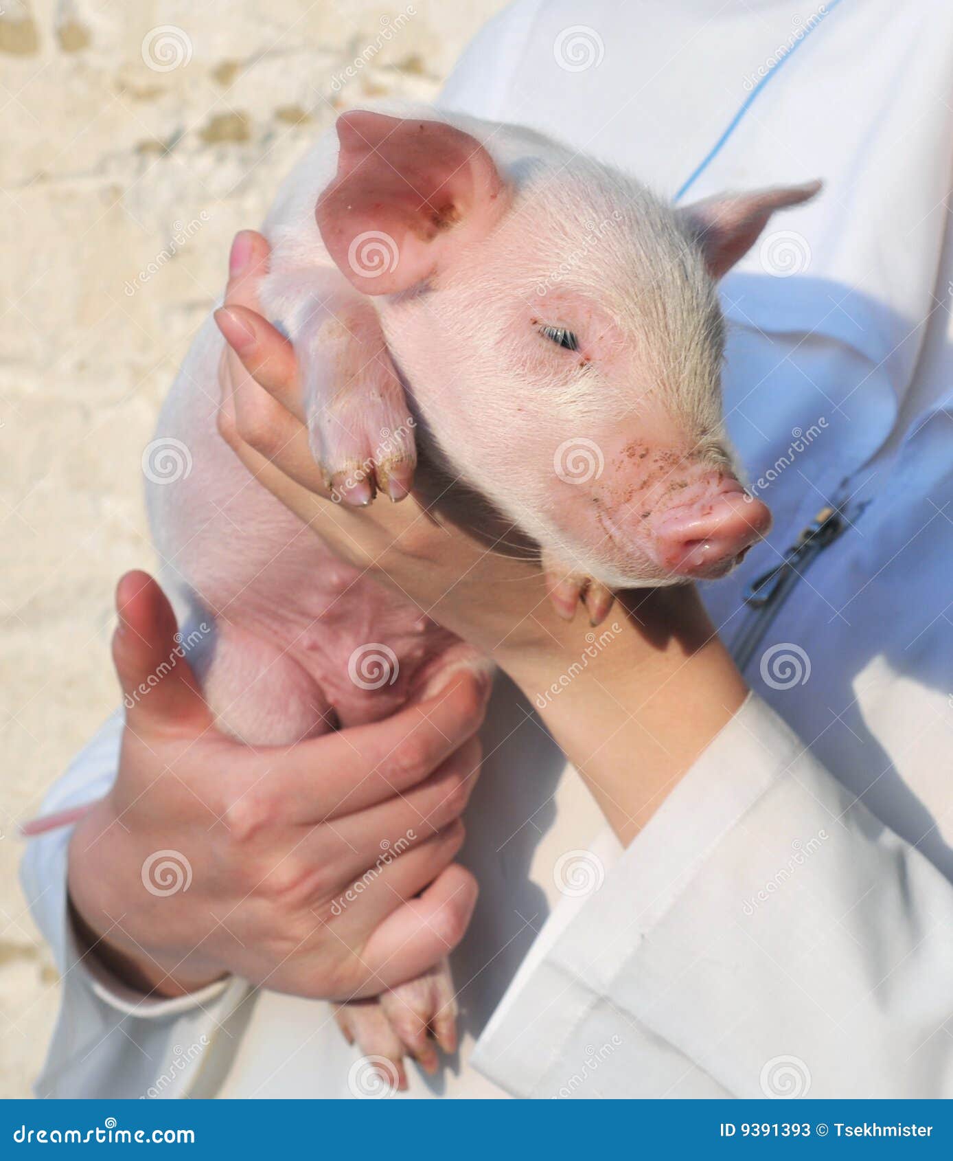 Pig in female hands stock image. Image of white, human - 9391393