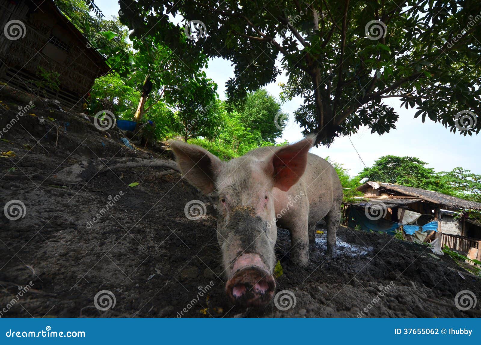 Pig stock photo. Image of portrait, farm, female, mammal - 37655062