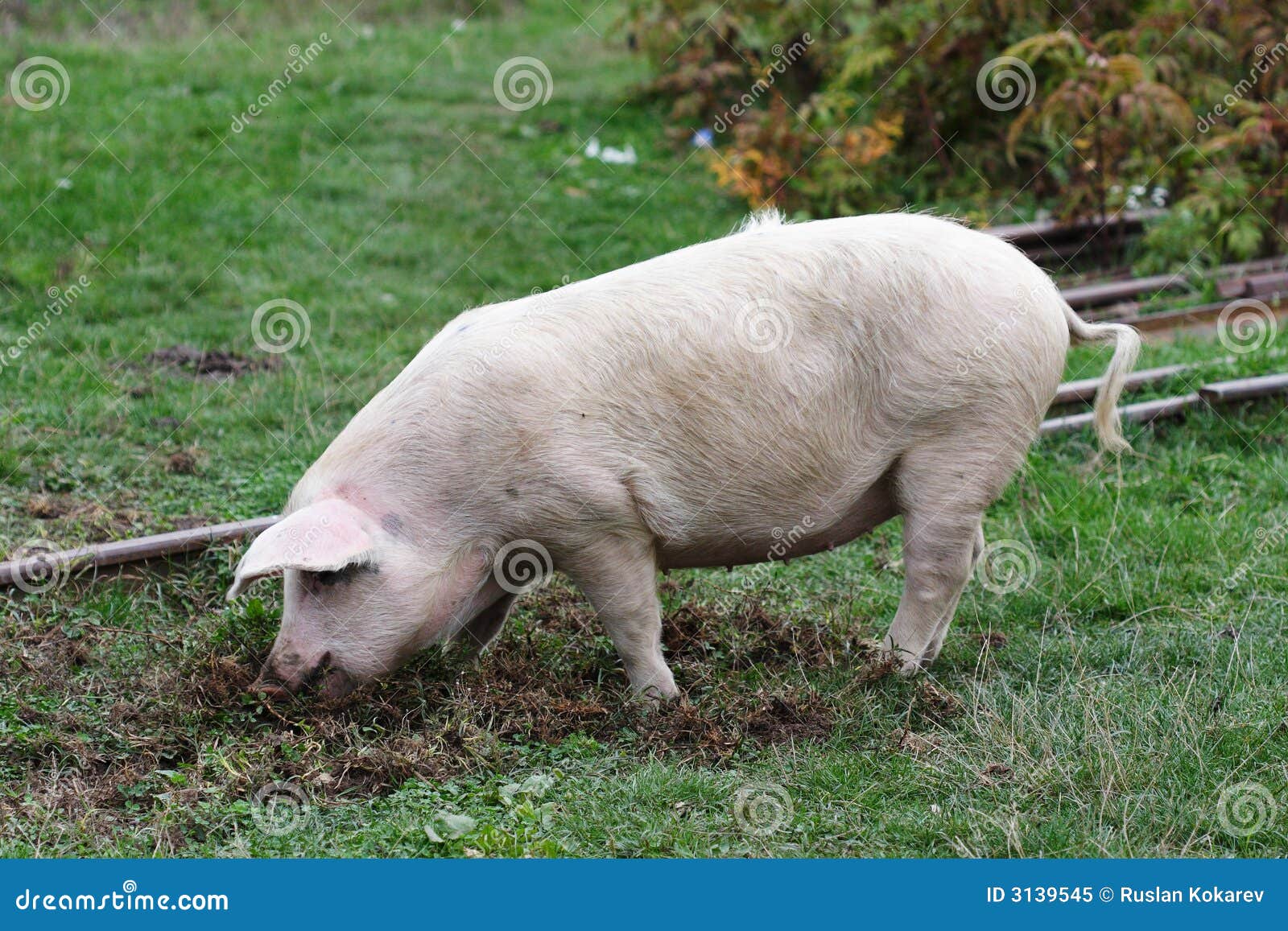 Pig in the field stock image. Image of village, rural - 3139545