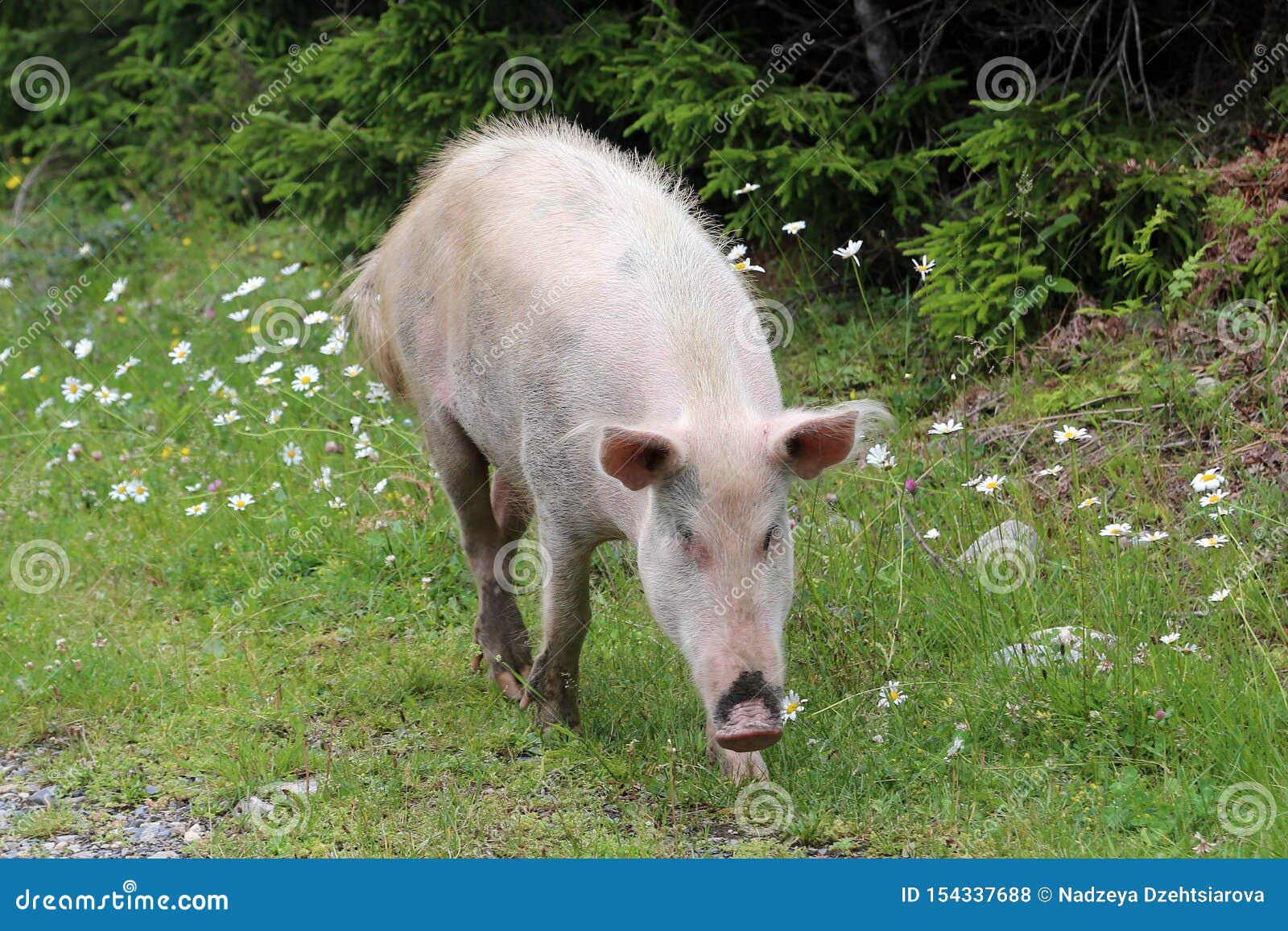 Pig in the meadow stock photo. Image of natural, portrait - 154337688