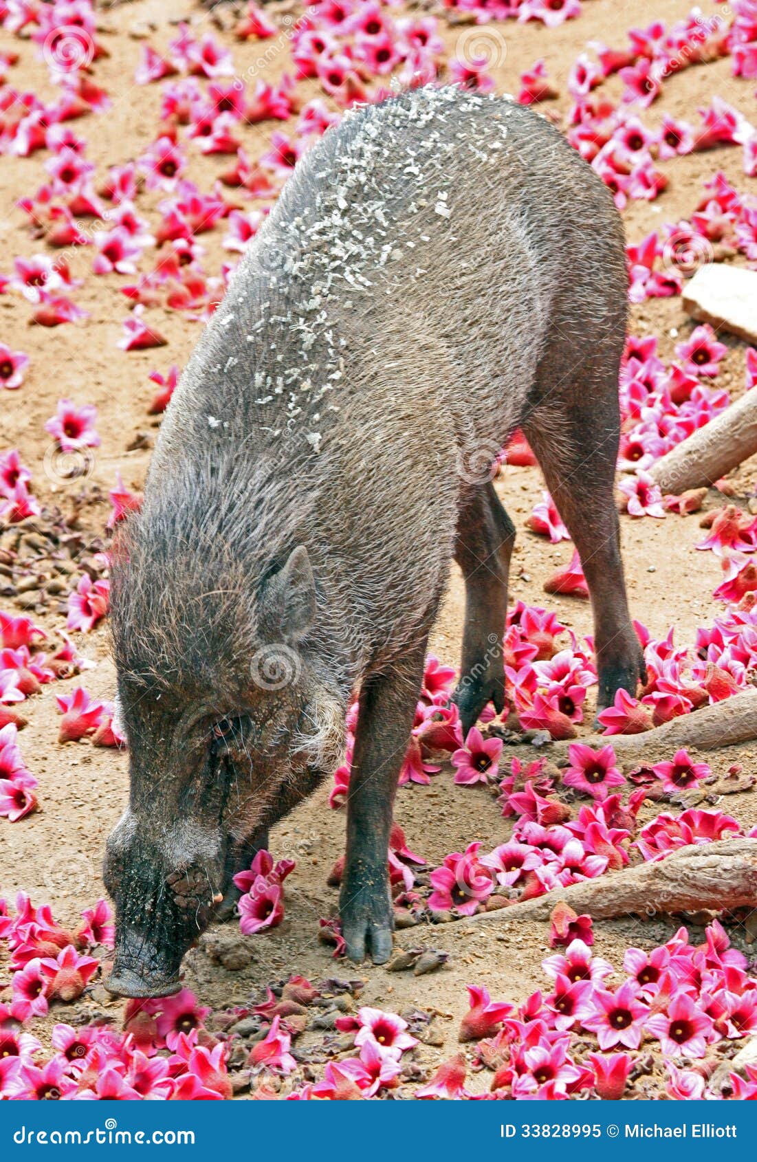 Pig With Flowers Royalty-Free Stock Photography | CartoonDealer.com ...