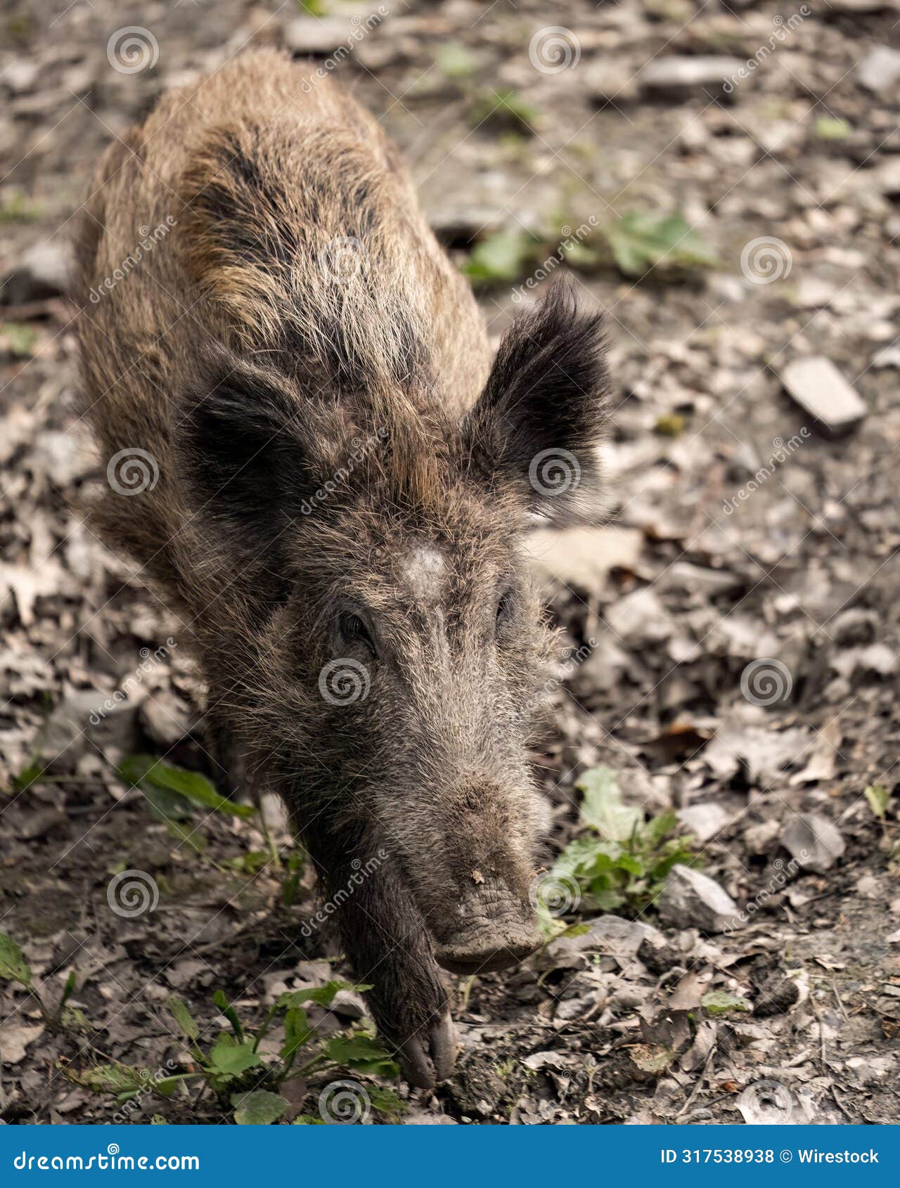 Pig Foraging for Food in the Dirt Stock Photo - Image of farm, hungry ...