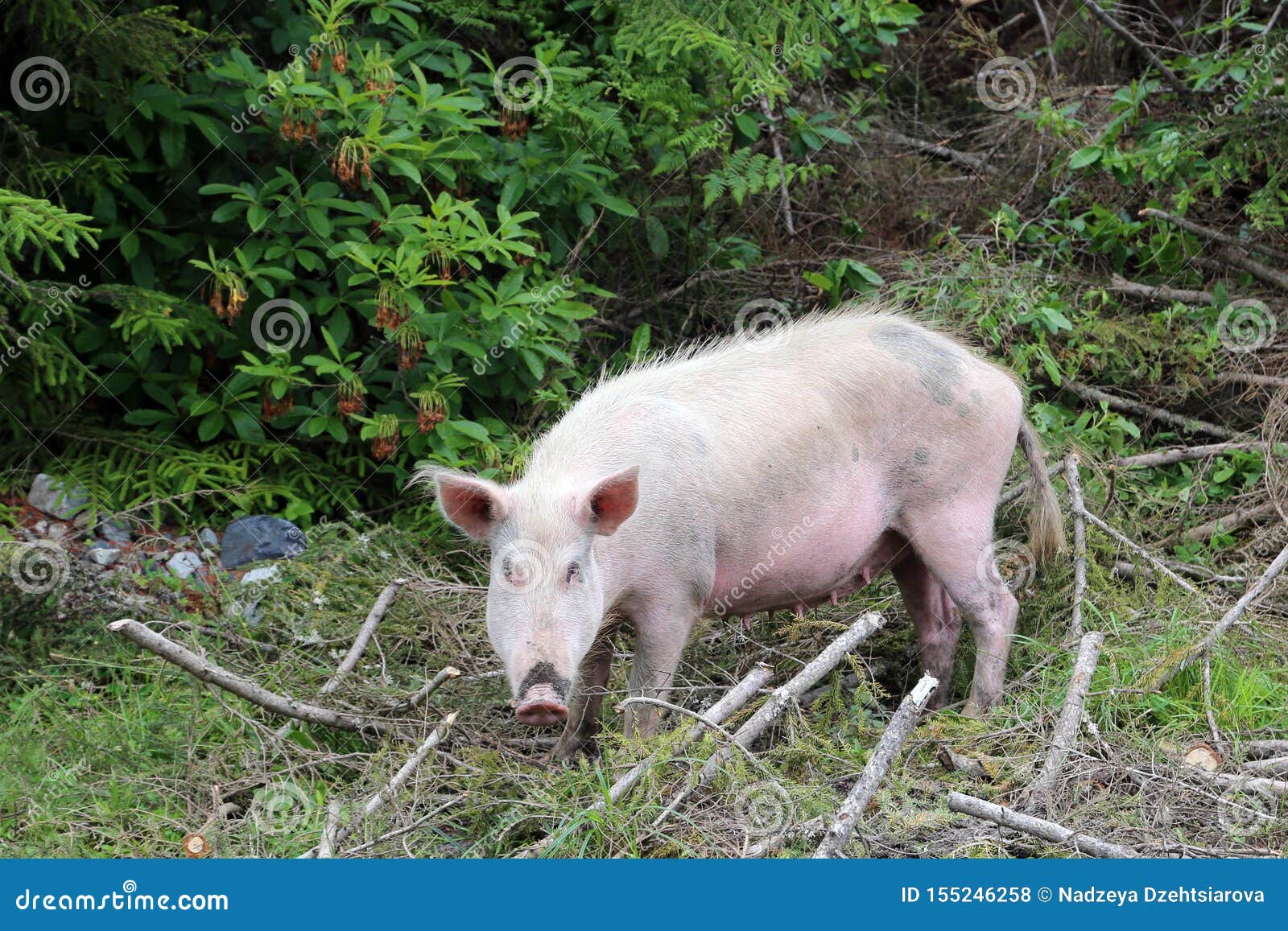 Pig in the forest stock photo. Image of portrait, natural - 155246258