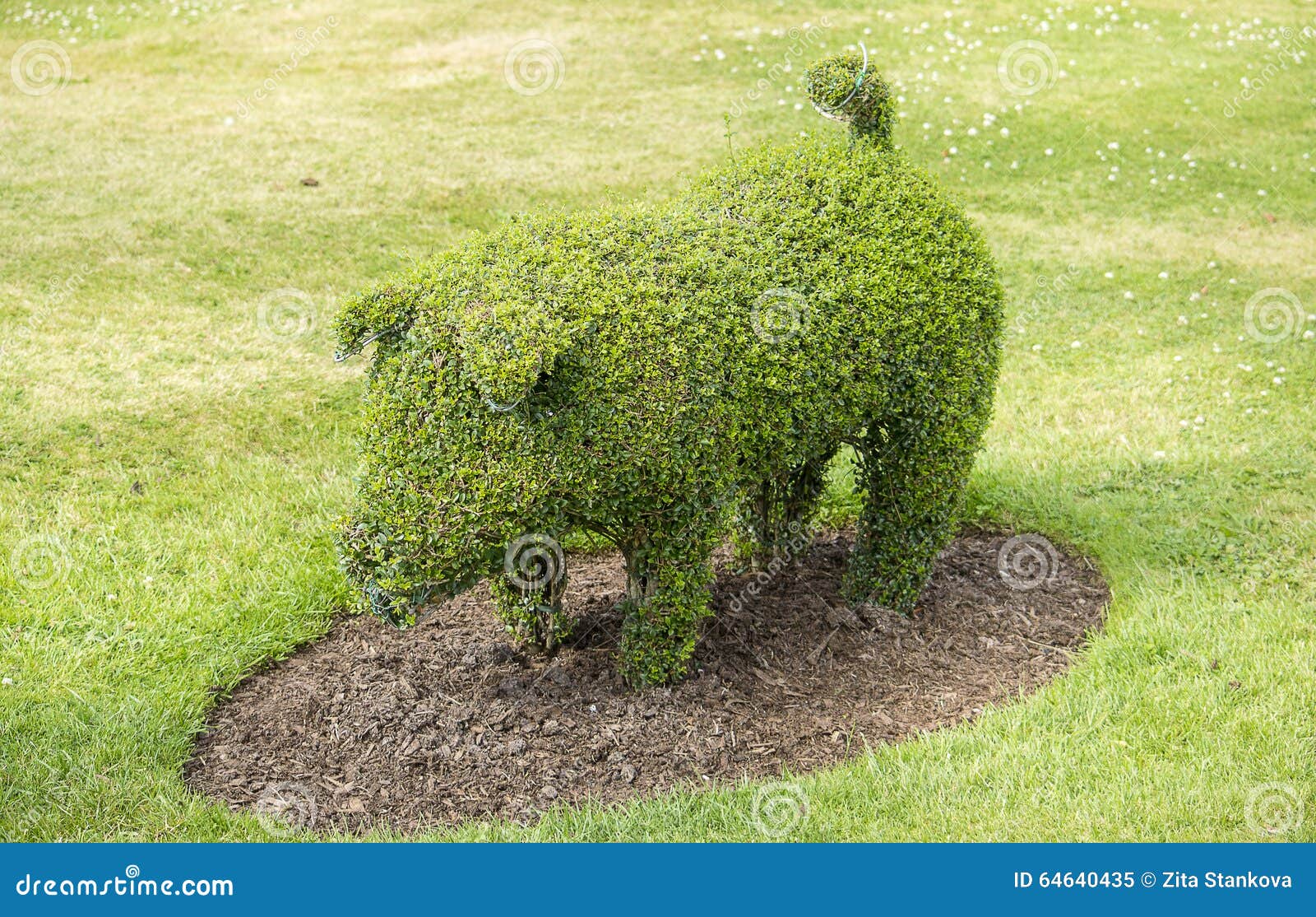 Pig frame topiary stock image. Image of frame, tree, animal - 64640435