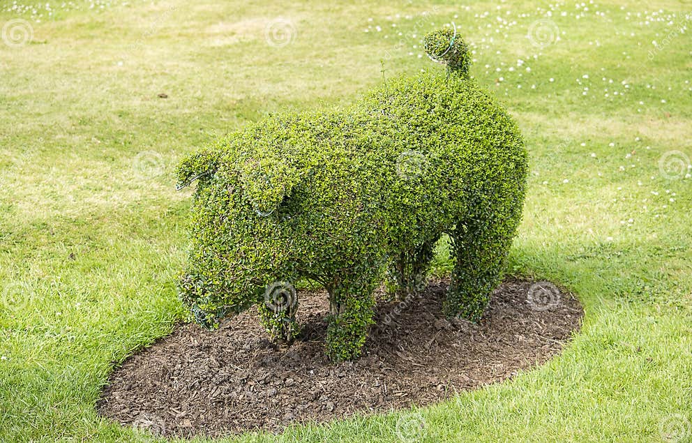 Pig frame topiary stock image. Image of frame, tree, animal - 64640435