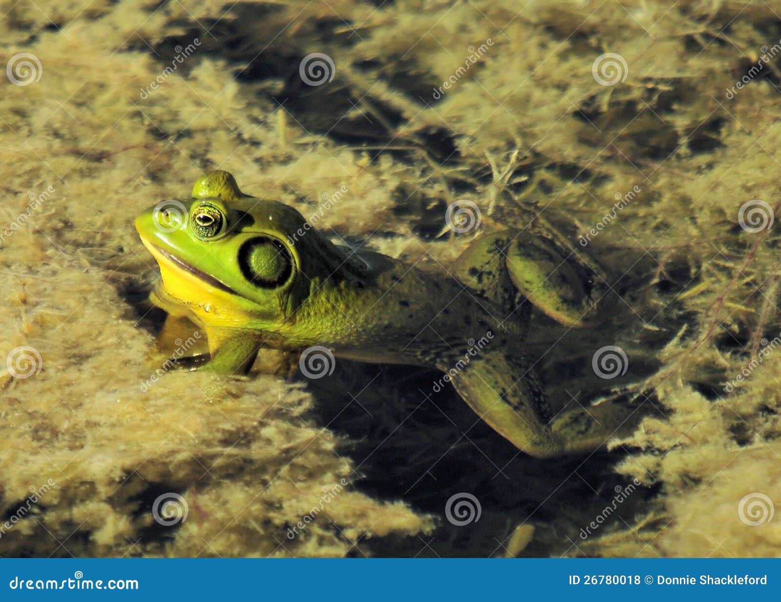 Pig Frog stock photo. Image of wildlife, marsh, frog - 26780018