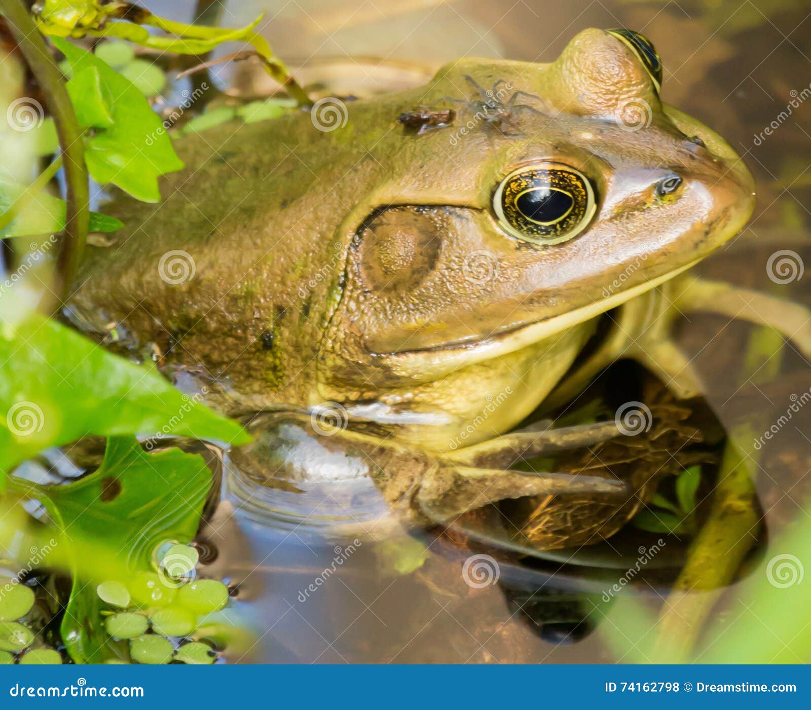 Pig Frog with Spider stock photo. Image of florida, lettuce - 74162798