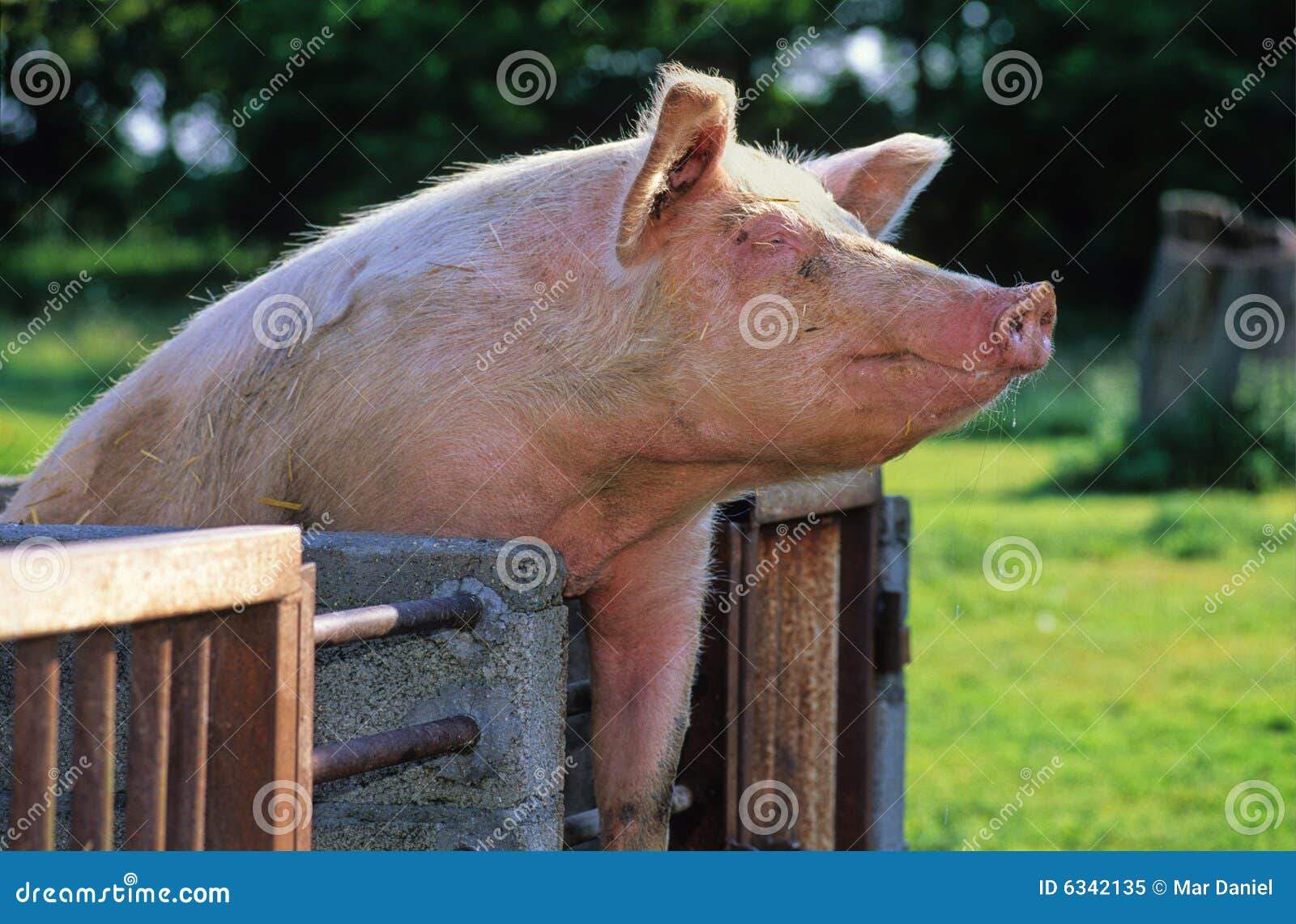 Pig fun stock image. Image of dream, livestock, bacon - 6342135