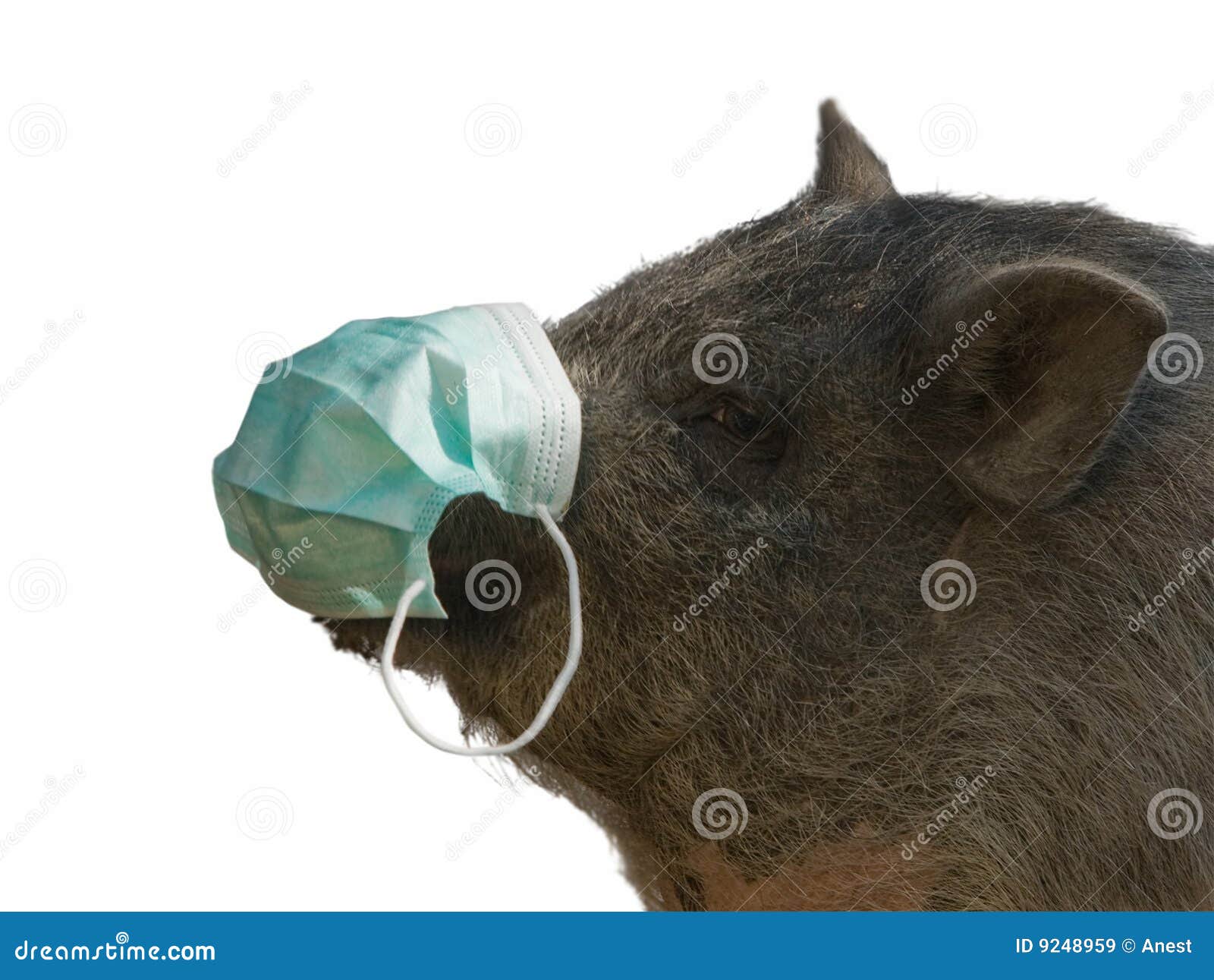 Pig with Gauze Bandage - Swine Flu Concept Stock Image - Image of ...